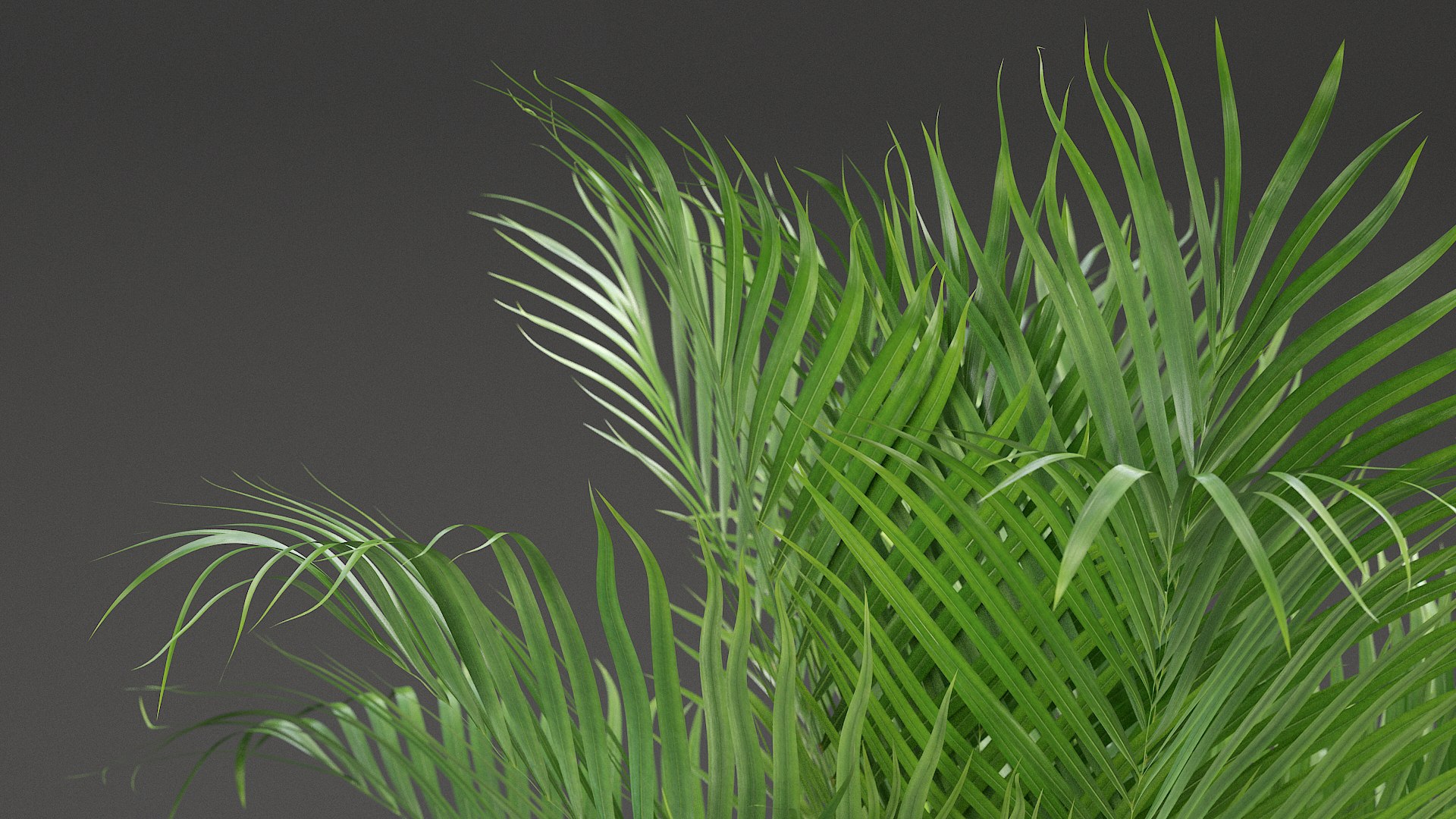 Palm Leaves 3D - TurboSquid 1539879