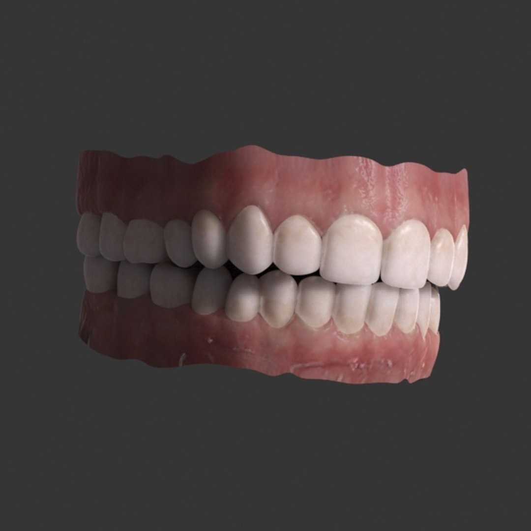 Teeth 3d Model