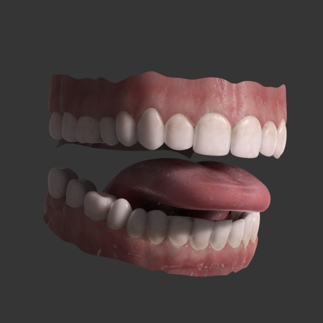 Teeth 3d Model