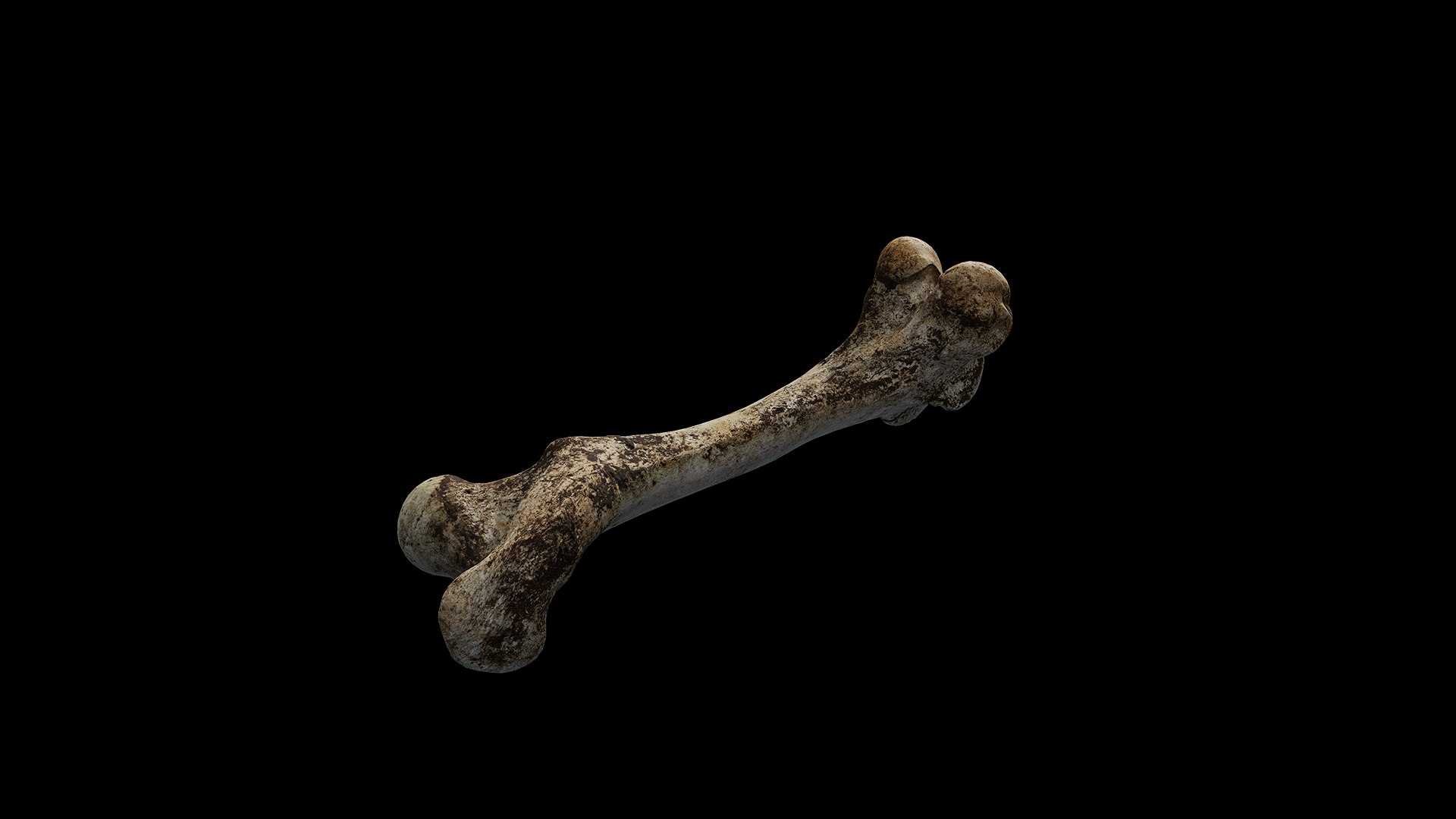 3D Model Anydrafts Bone 03 - TurboSquid 2321397