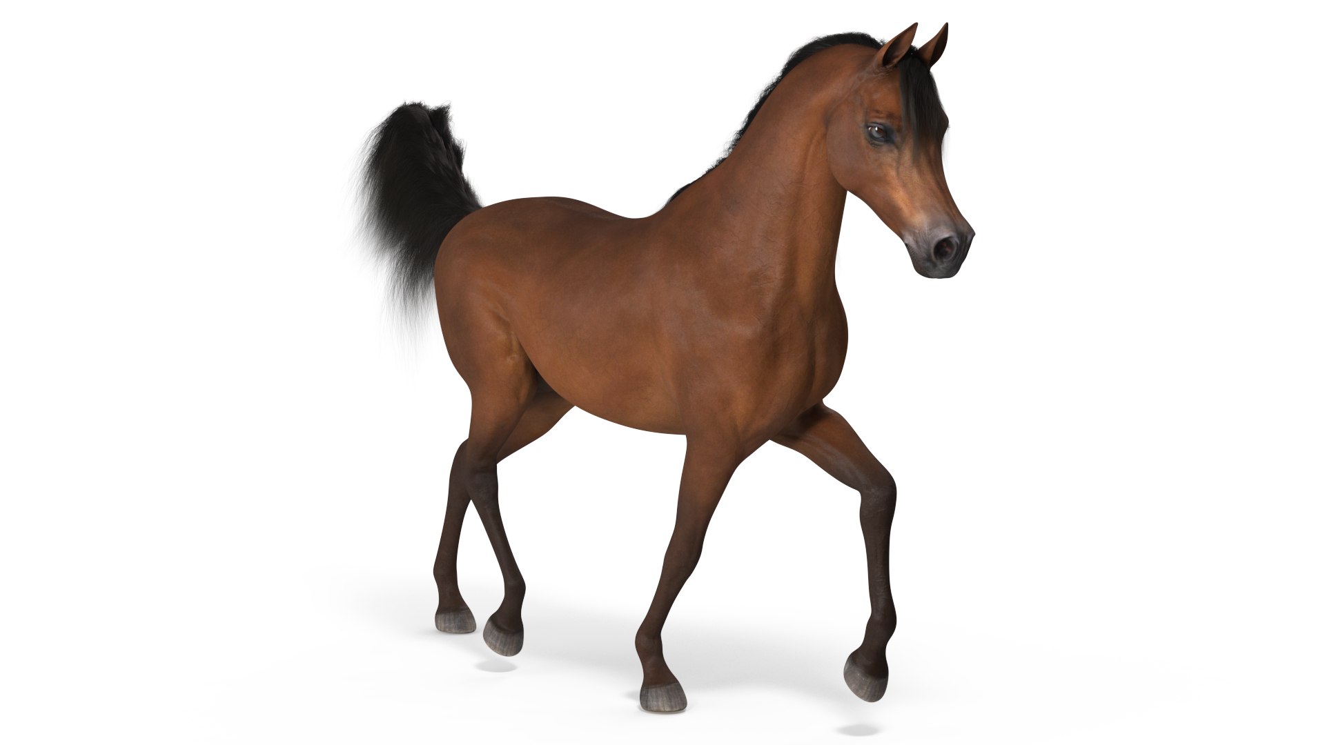 Walking Arabian Horse Brown Fur 3D model - TurboSquid 2179955