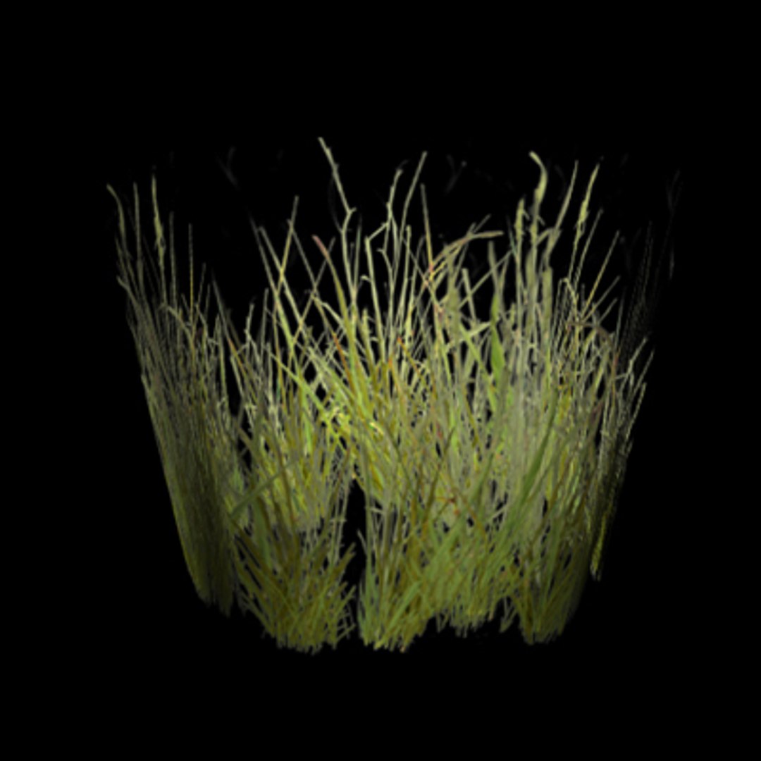 Green Grass W3d