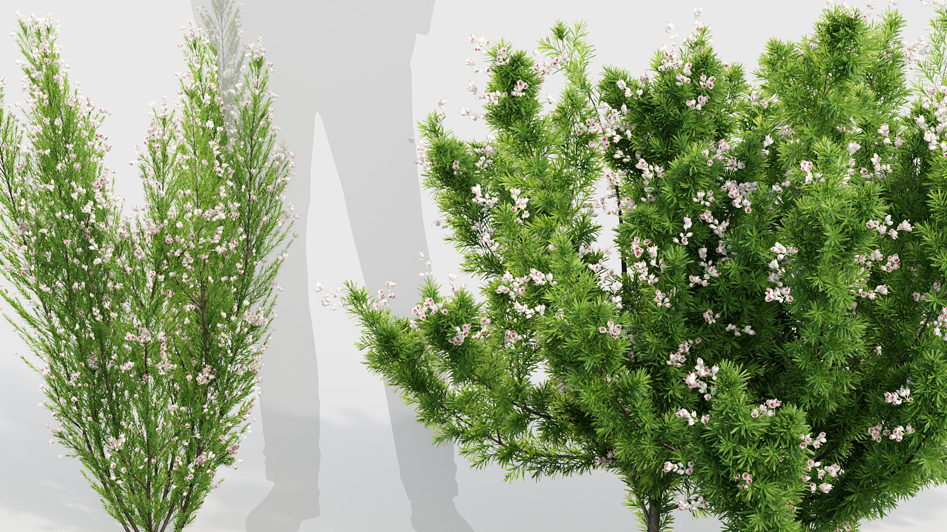 Erica Arborea Tree Heath 3D Model 3D Model - TurboSquid 2117759