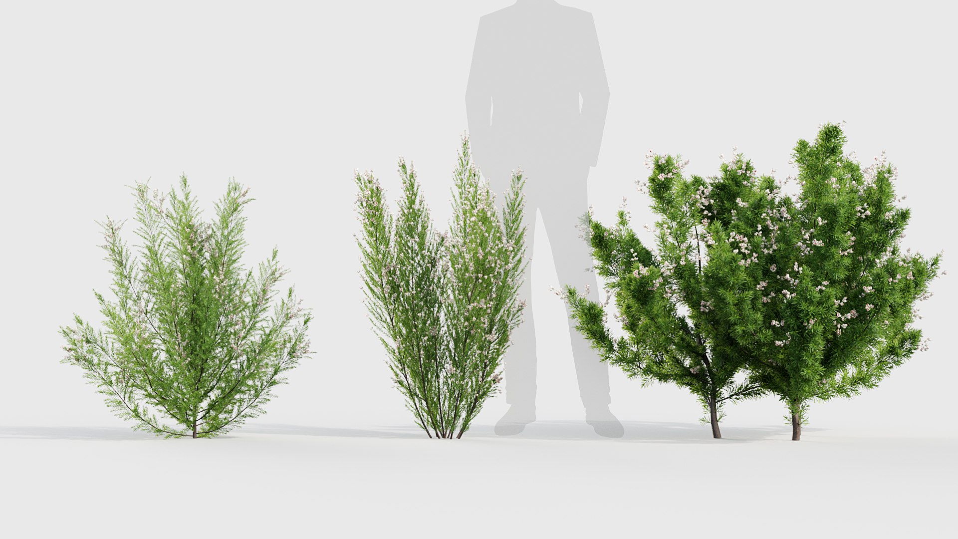 Erica Arborea Tree Heath 3D Model 3D Model - TurboSquid 2117759