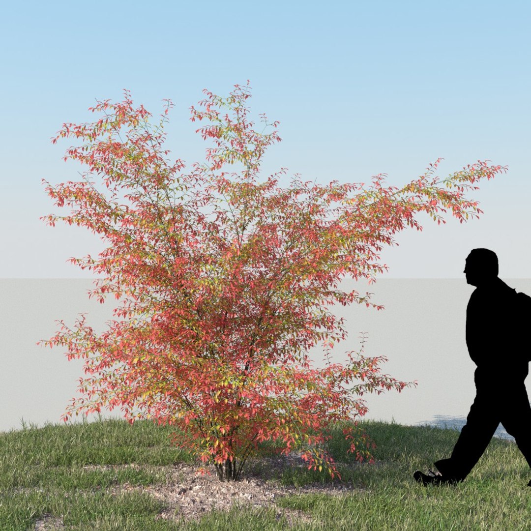 Shrub Autumn 3d Max