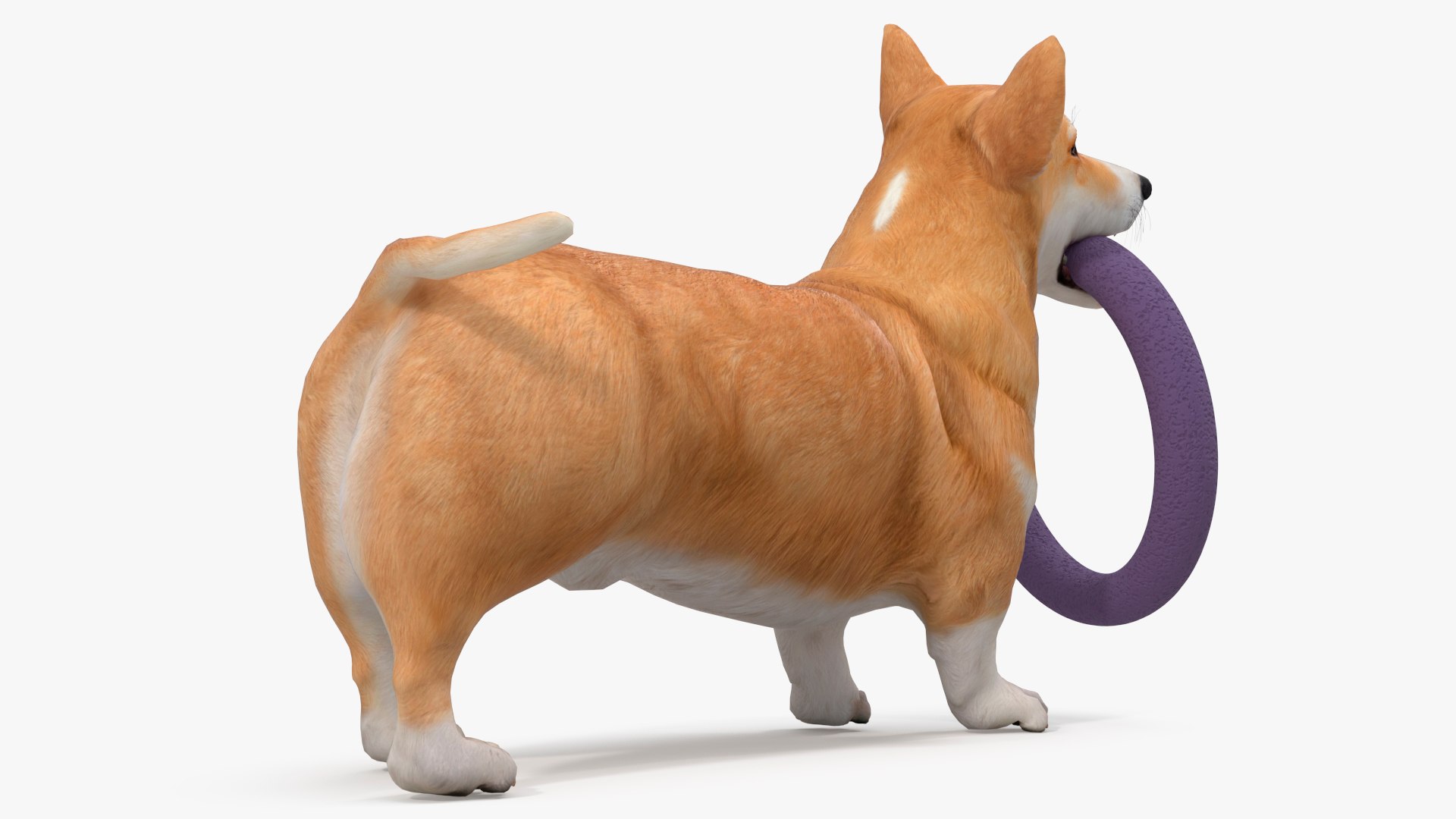 3D Pembroke Corgi With Rubber Ring Toy - TurboSquid 2432319