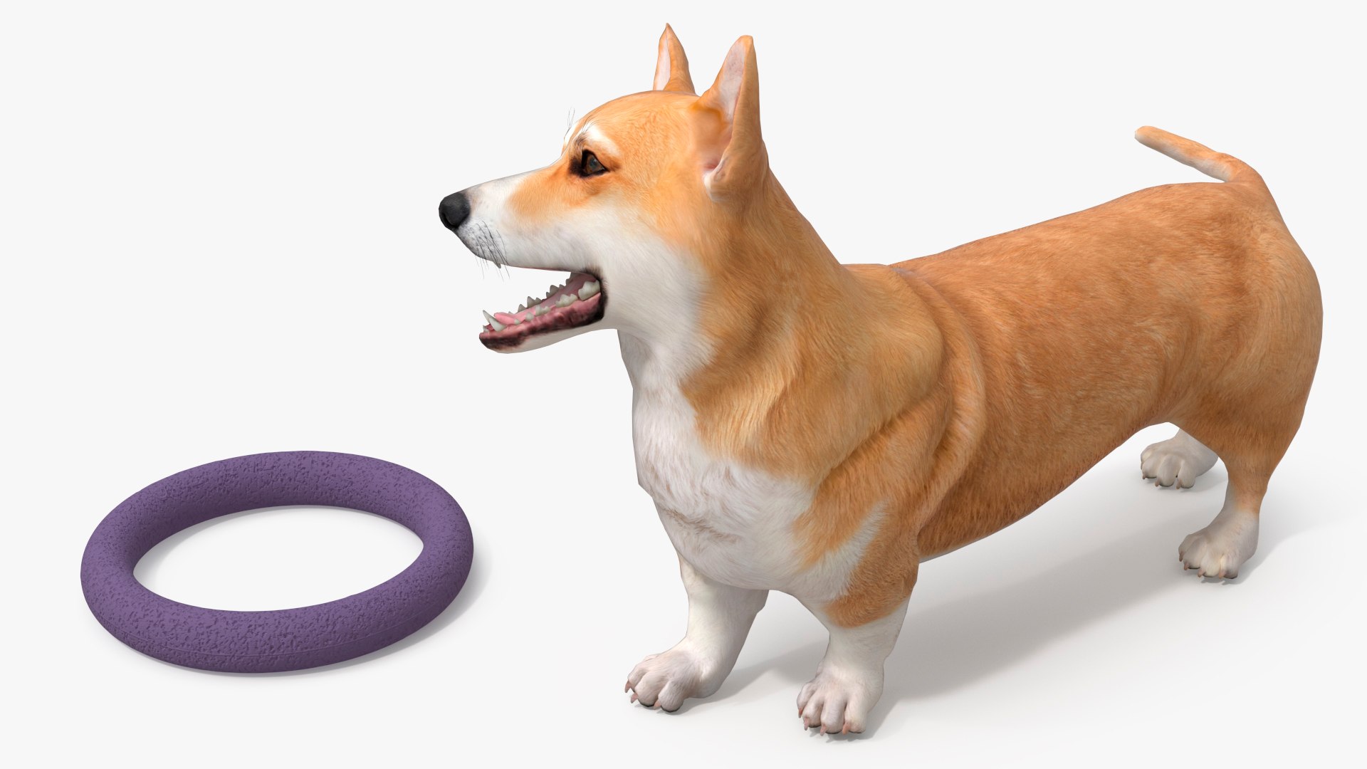 3D Pembroke Corgi With Rubber Ring Toy - TurboSquid 2432319