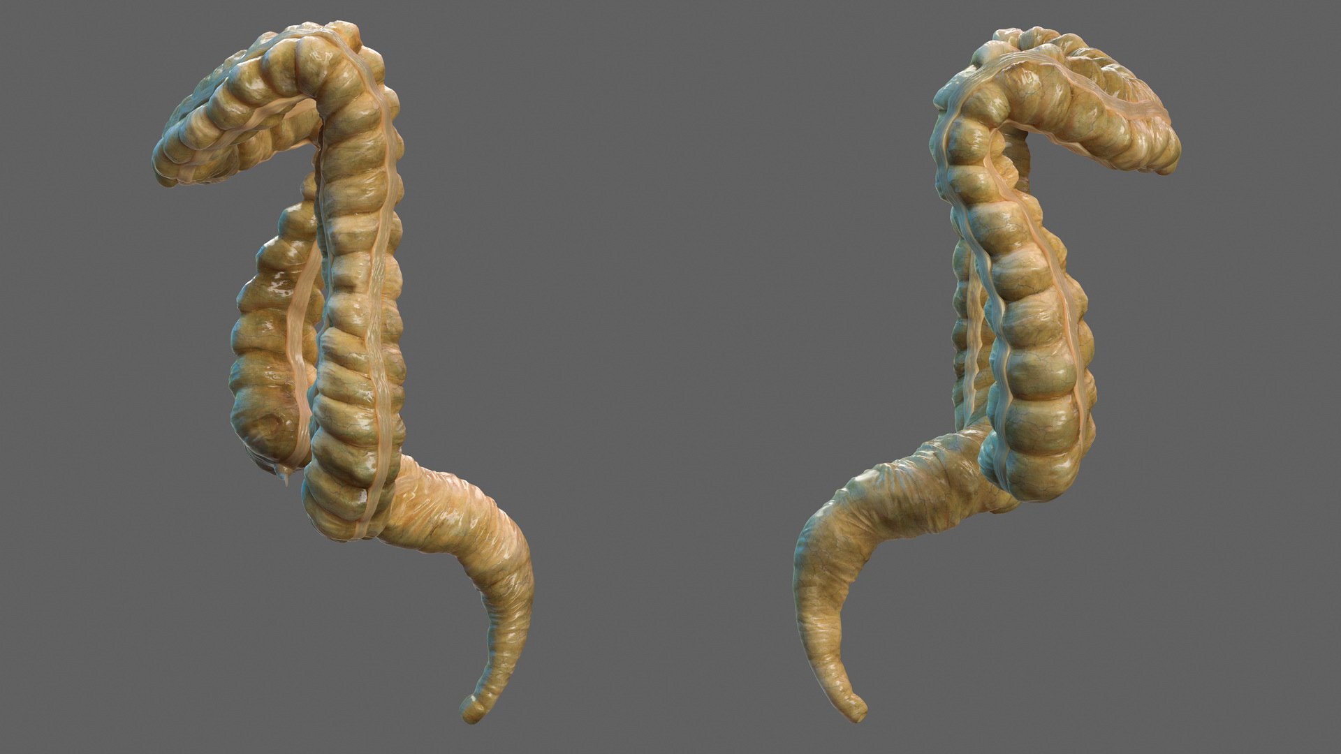 Human Colon 3D Model - TurboSquid 1467055