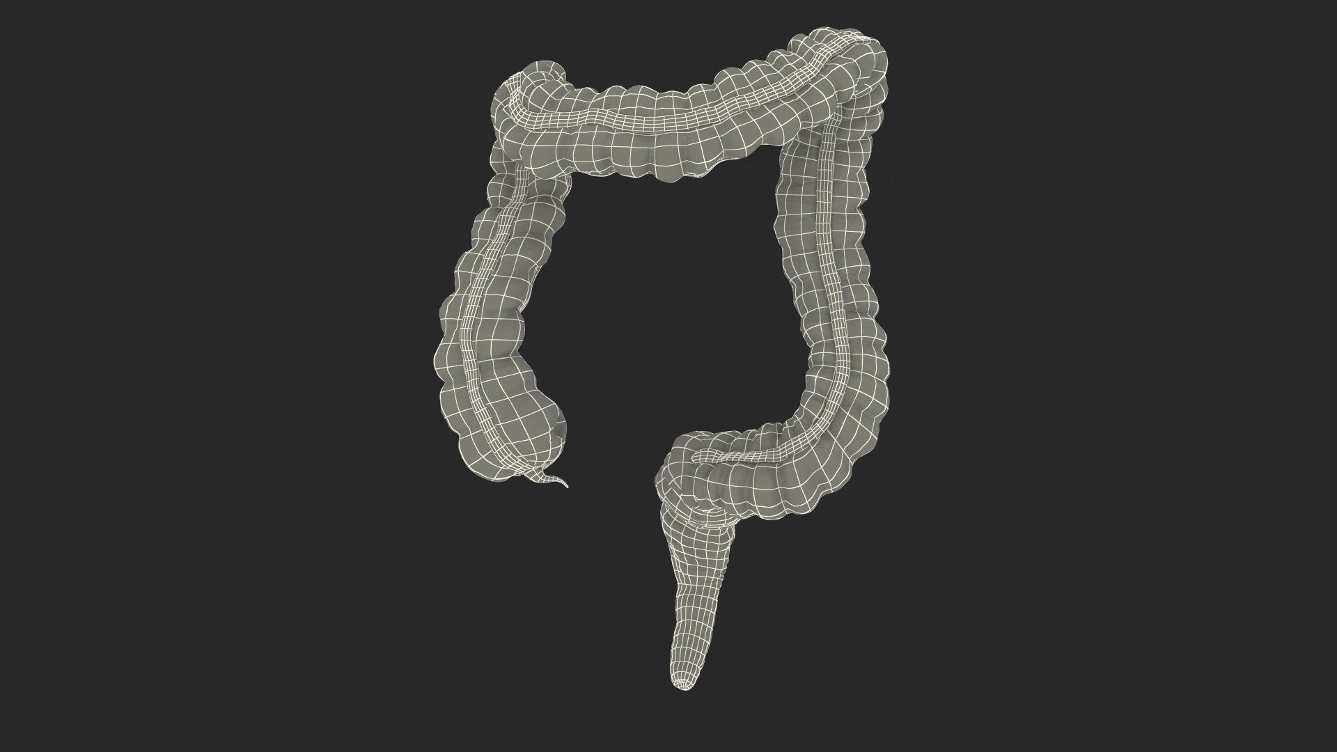 Human Colon 3D Model - TurboSquid 1467055