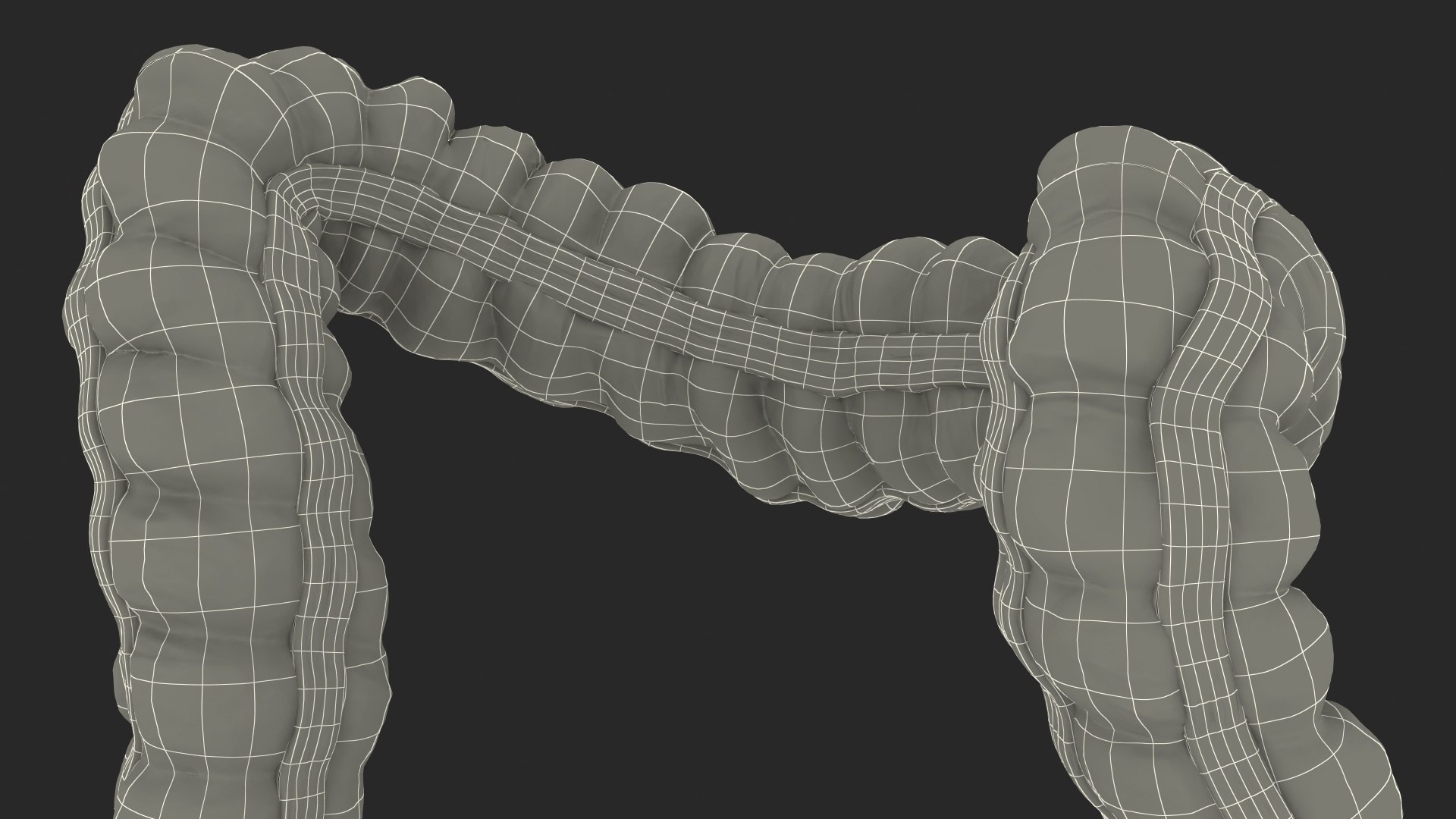 Human Colon 3D Model - TurboSquid 1467055
