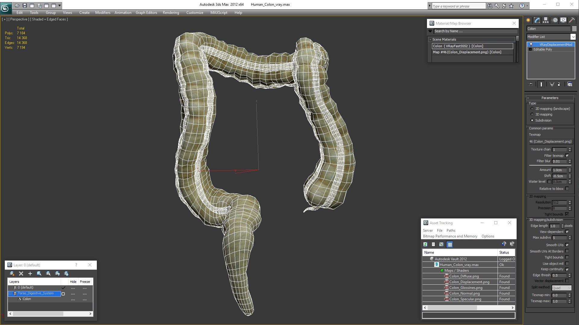 Human Colon 3D Model - TurboSquid 1467055