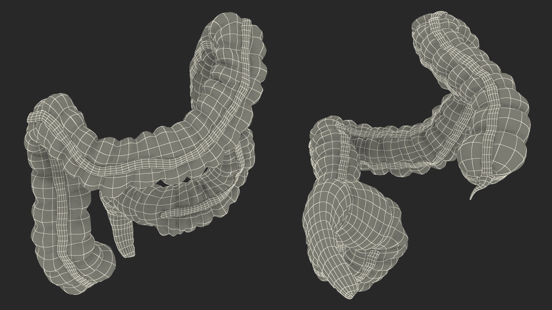 Human Colon 3D Model - TurboSquid 1467055