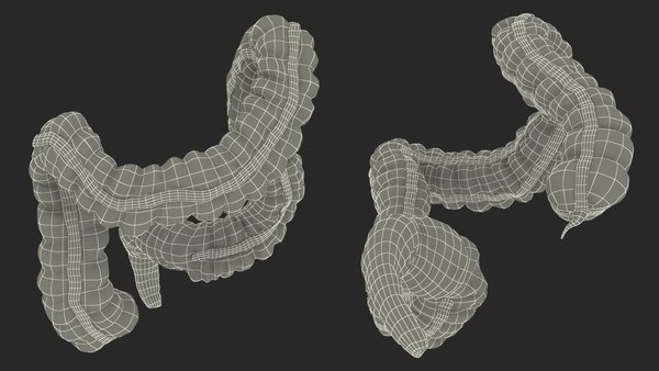 Human colon 3D model - TurboSquid 1467055