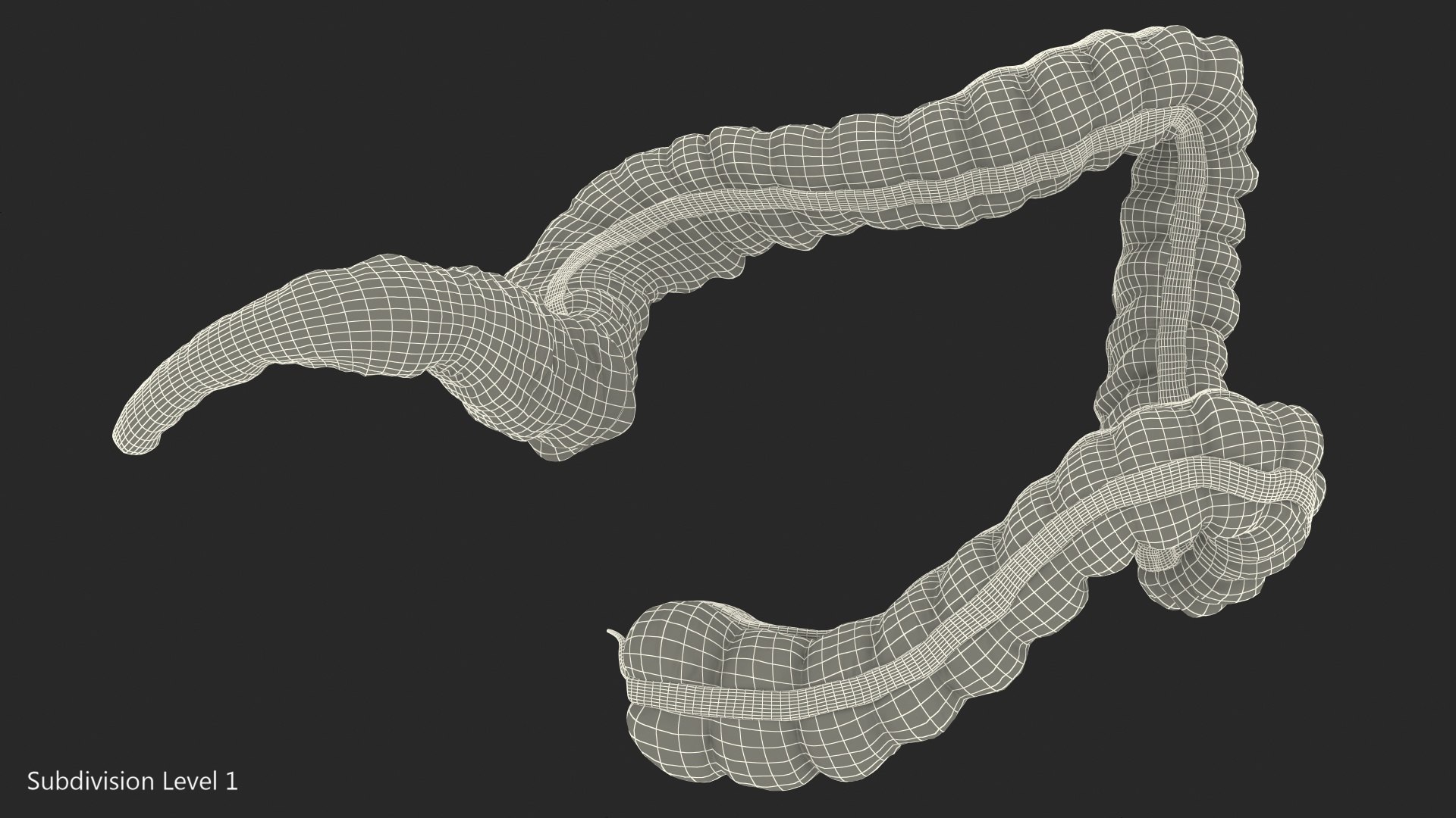 Human Colon 3D Model - TurboSquid 1467055