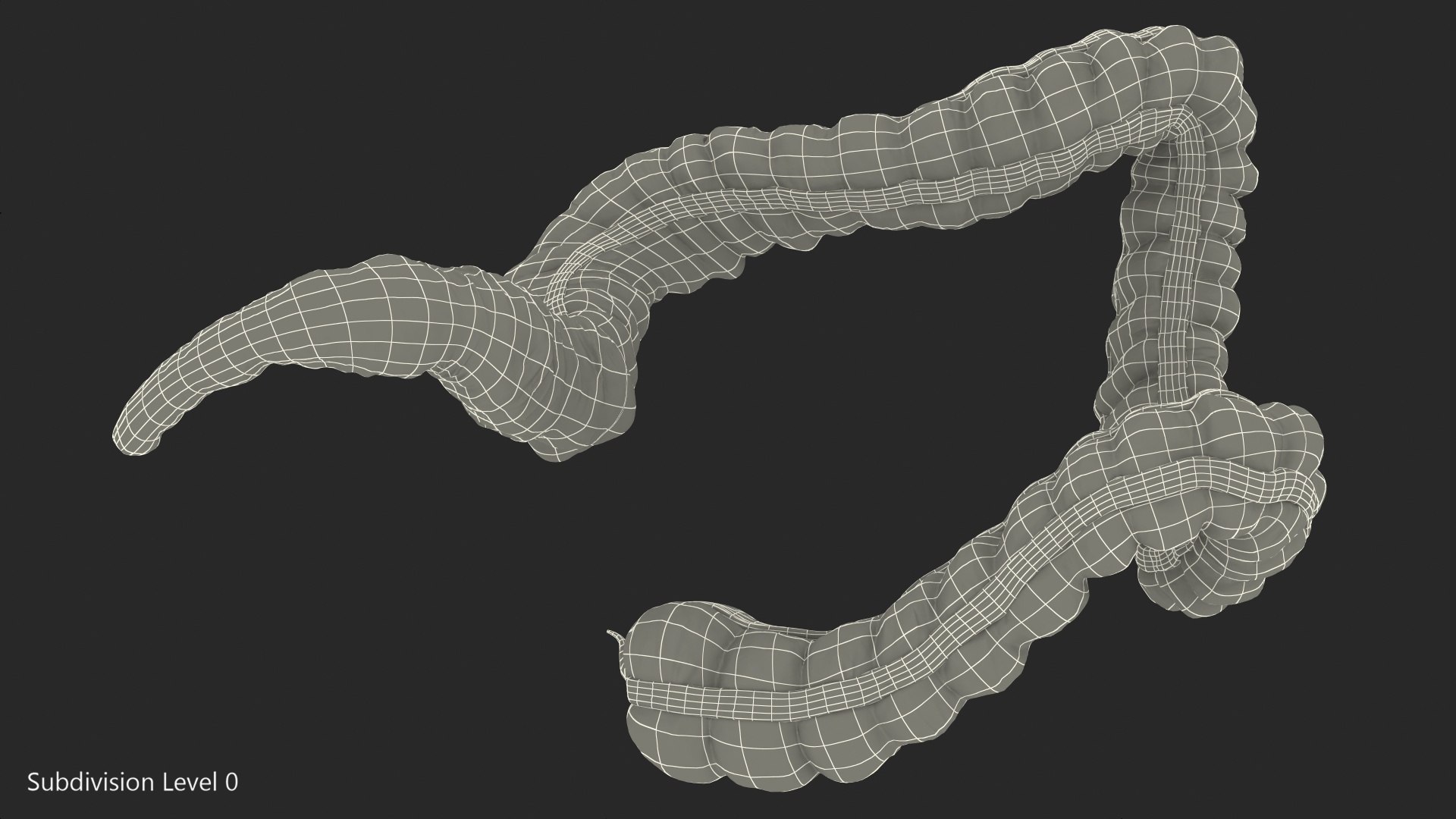 Human Colon 3D Model - TurboSquid 1467055