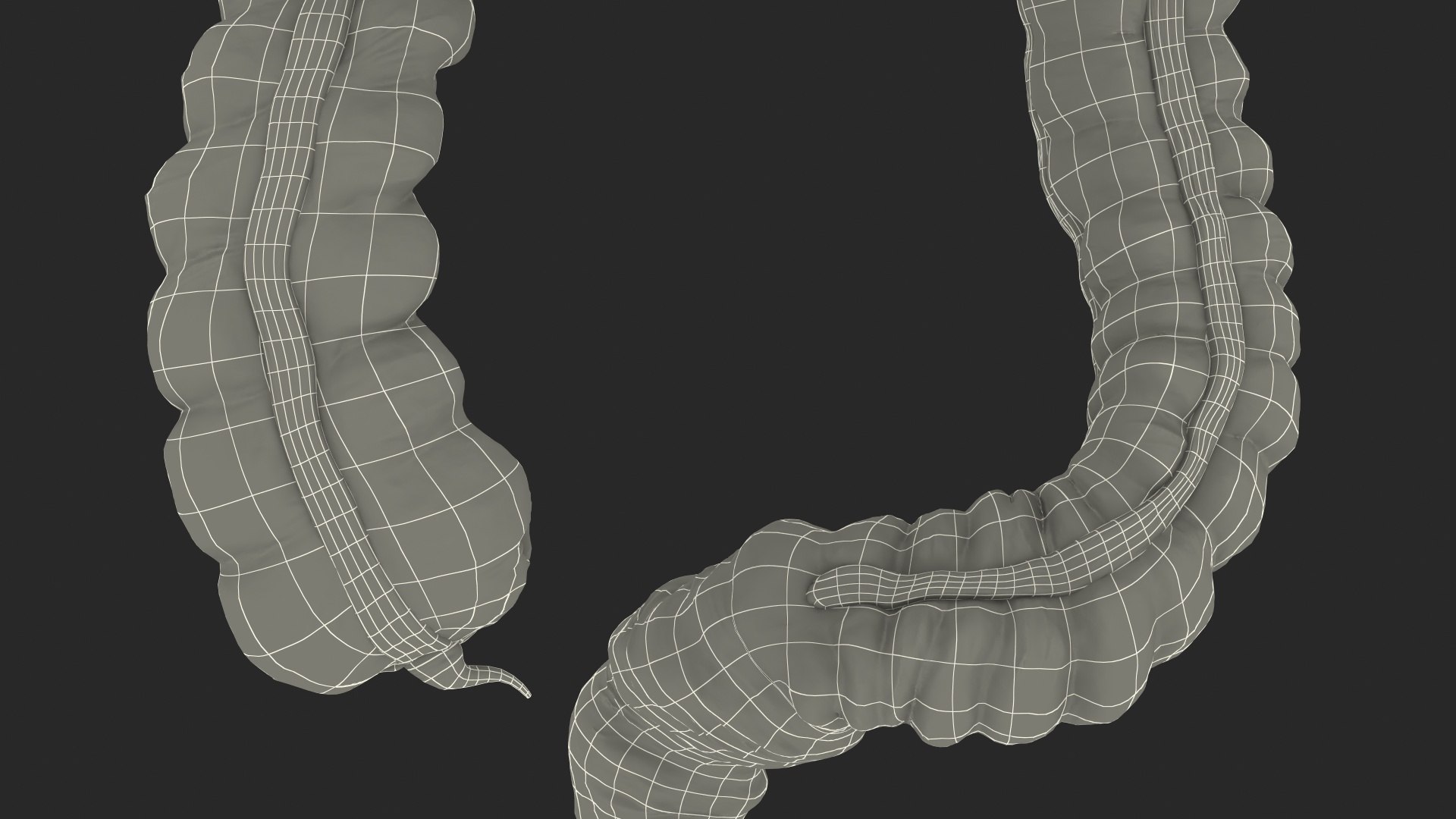 Human Colon 3D Model - TurboSquid 1467055