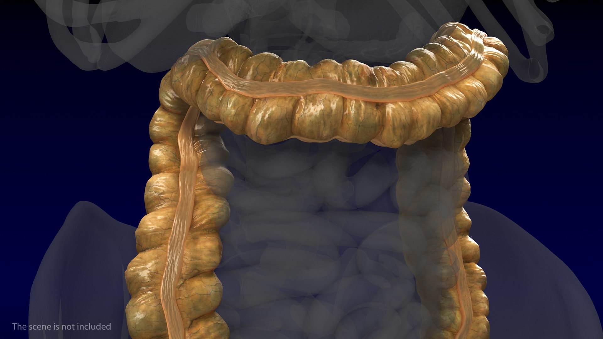 Human Colon 3D Model - TurboSquid 1467055