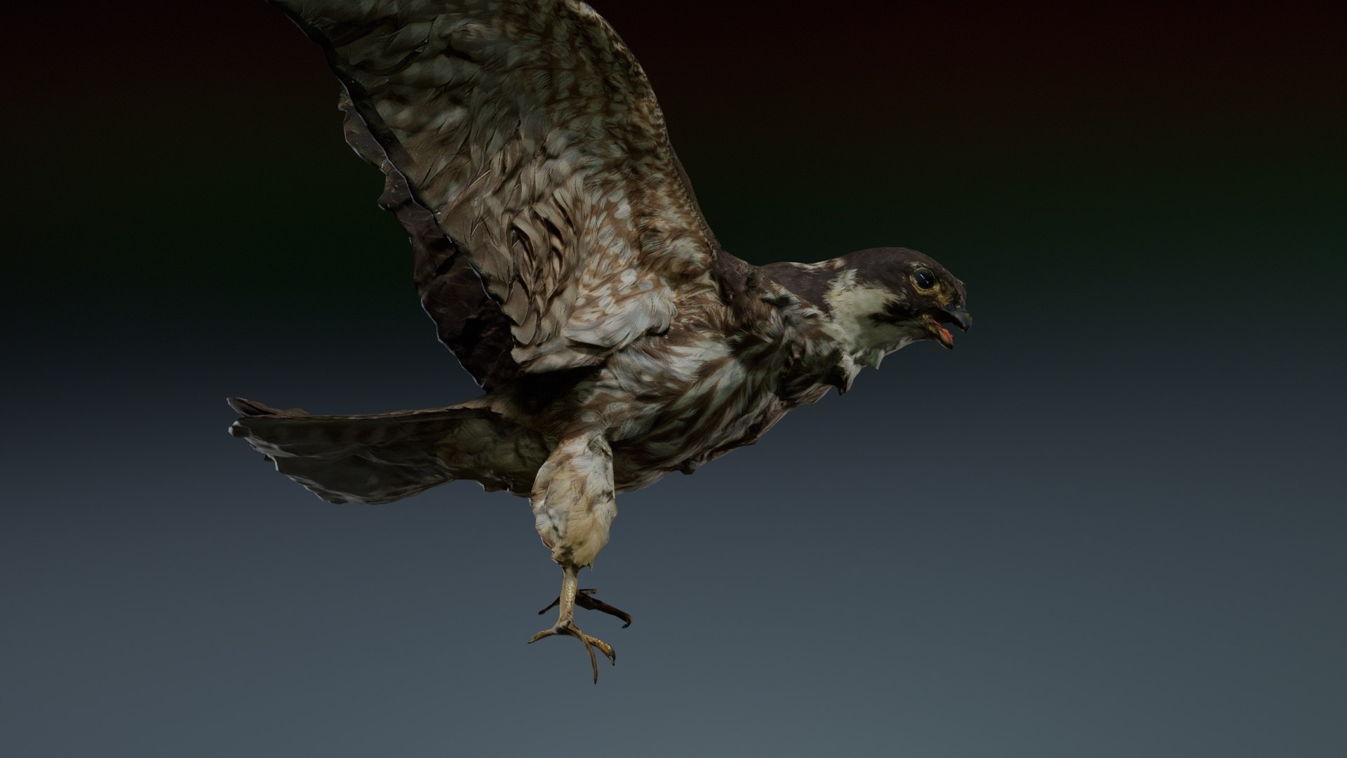 Prairie Falcon Falco Mexicanus Remastered 3D Model - TurboSquid 2359543