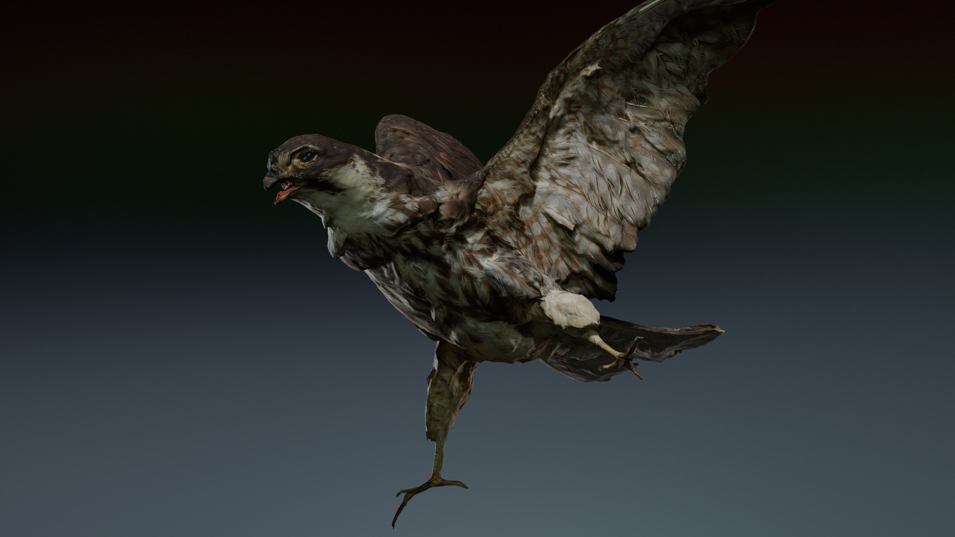 Prairie Falcon Falco Mexicanus Remastered 3D Model - TurboSquid 2359543