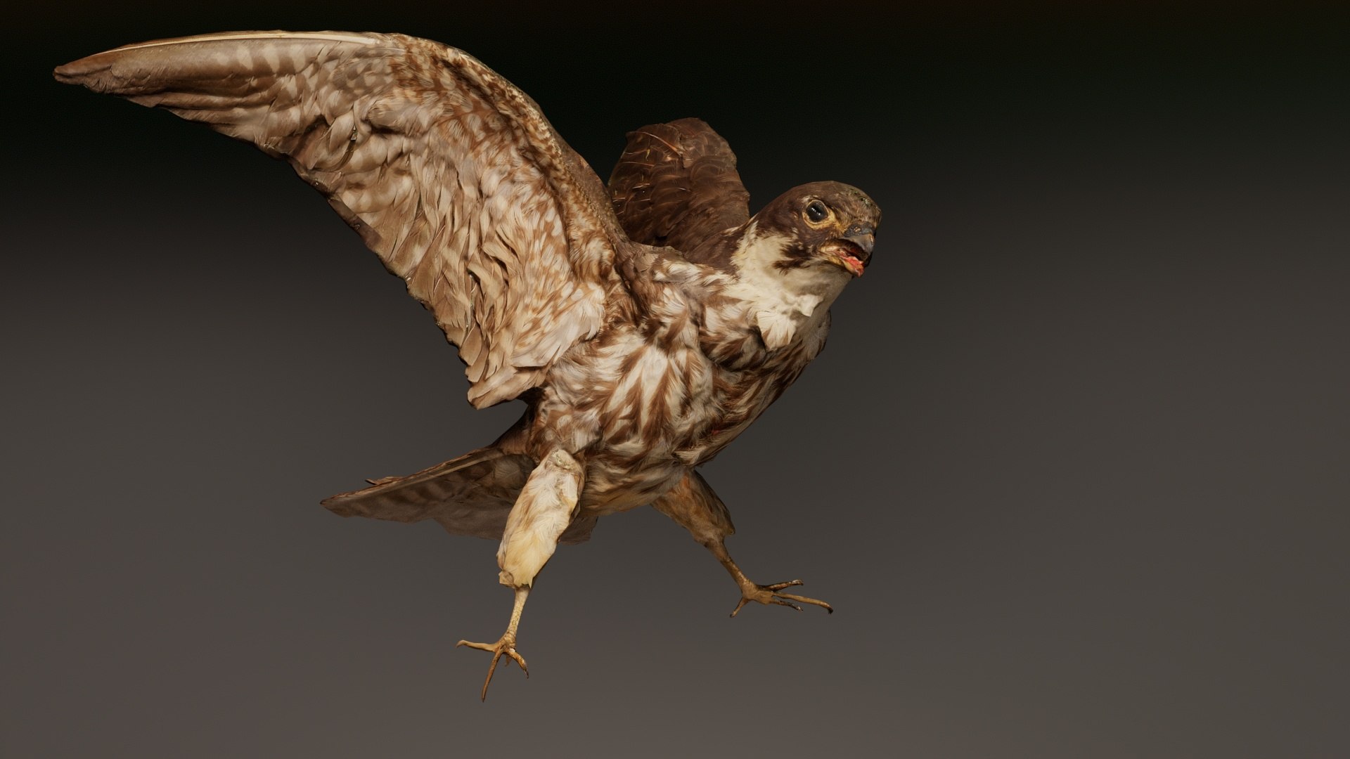 Prairie Falcon Falco Mexicanus Remastered 3D Model - TurboSquid 2359543