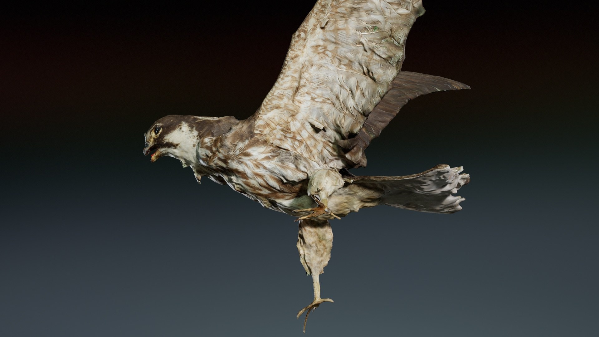 Prairie Falcon Falco Mexicanus Remastered 3D Model - TurboSquid 2359543