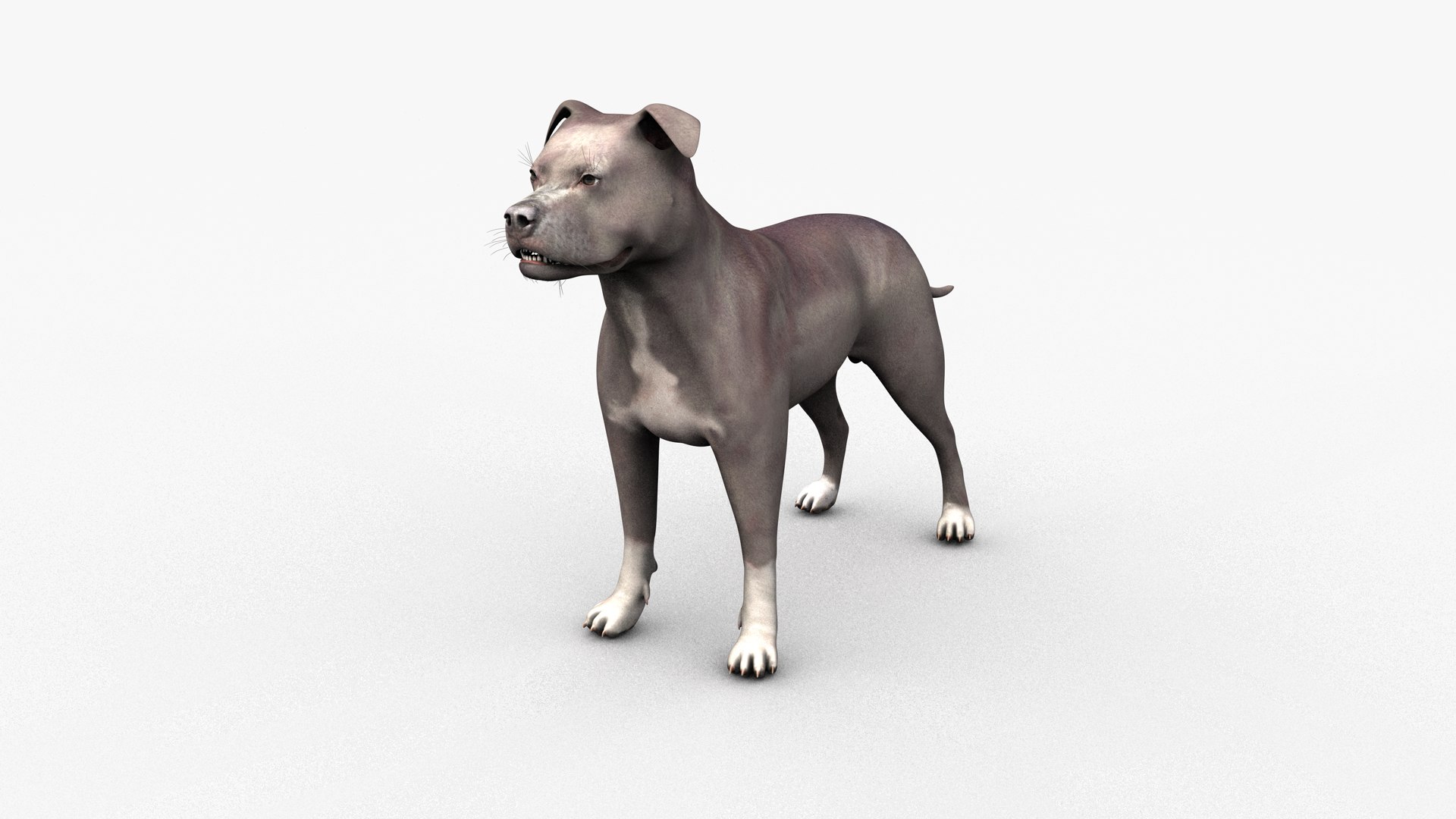 Grey American Pitbull