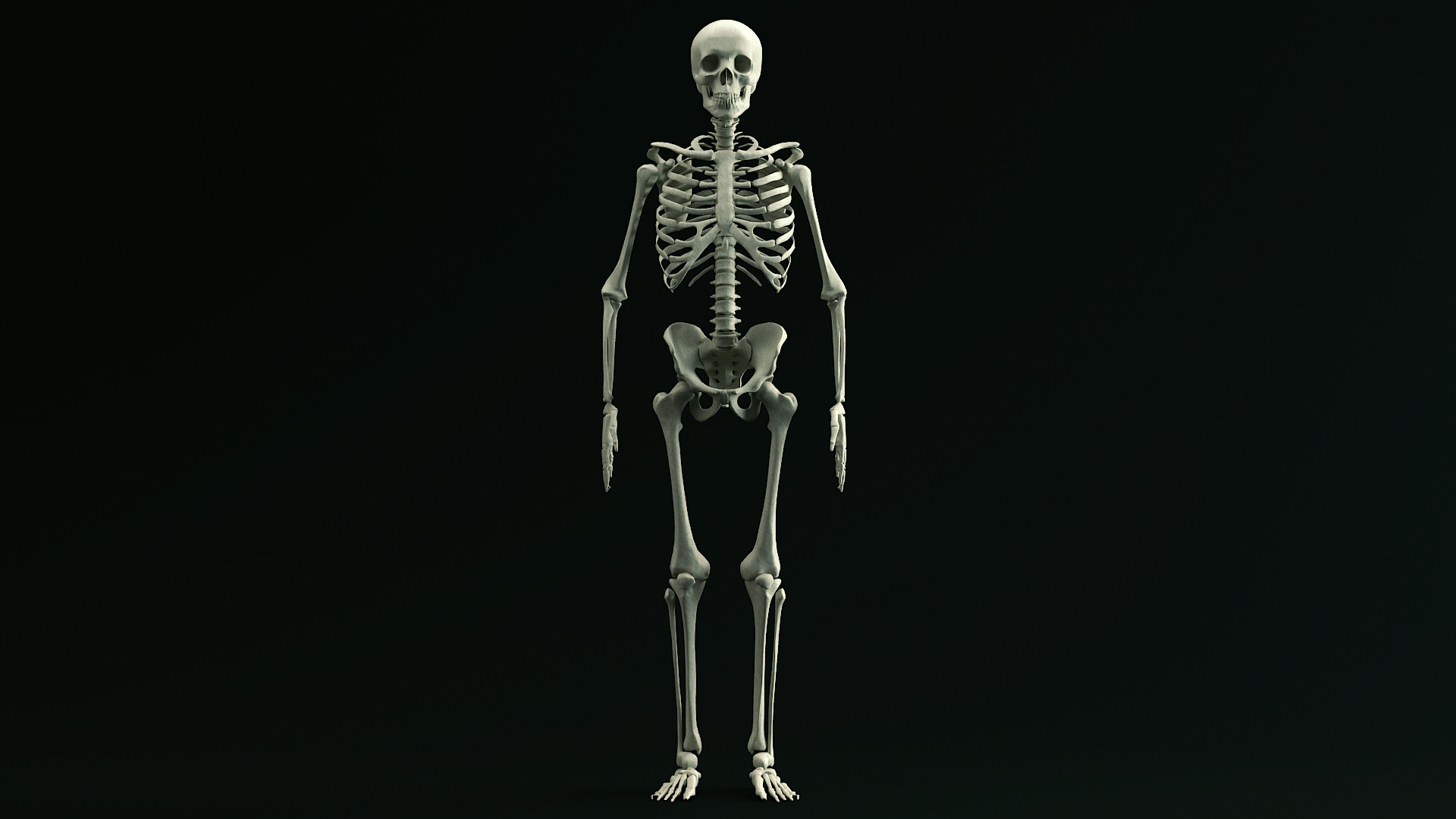3D Human Skeleton - Bone - TurboSquid 1538556