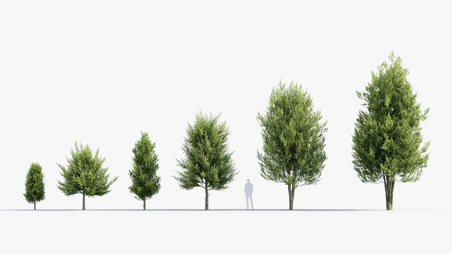 Laurus Nobilis Bay Laurel 3D Model - TurboSquid 2048862