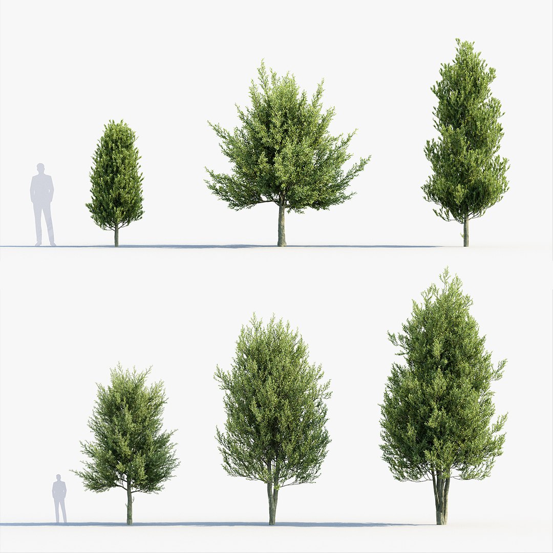 Laurus Nobilis Bay Laurel 3D Model - TurboSquid 2048862