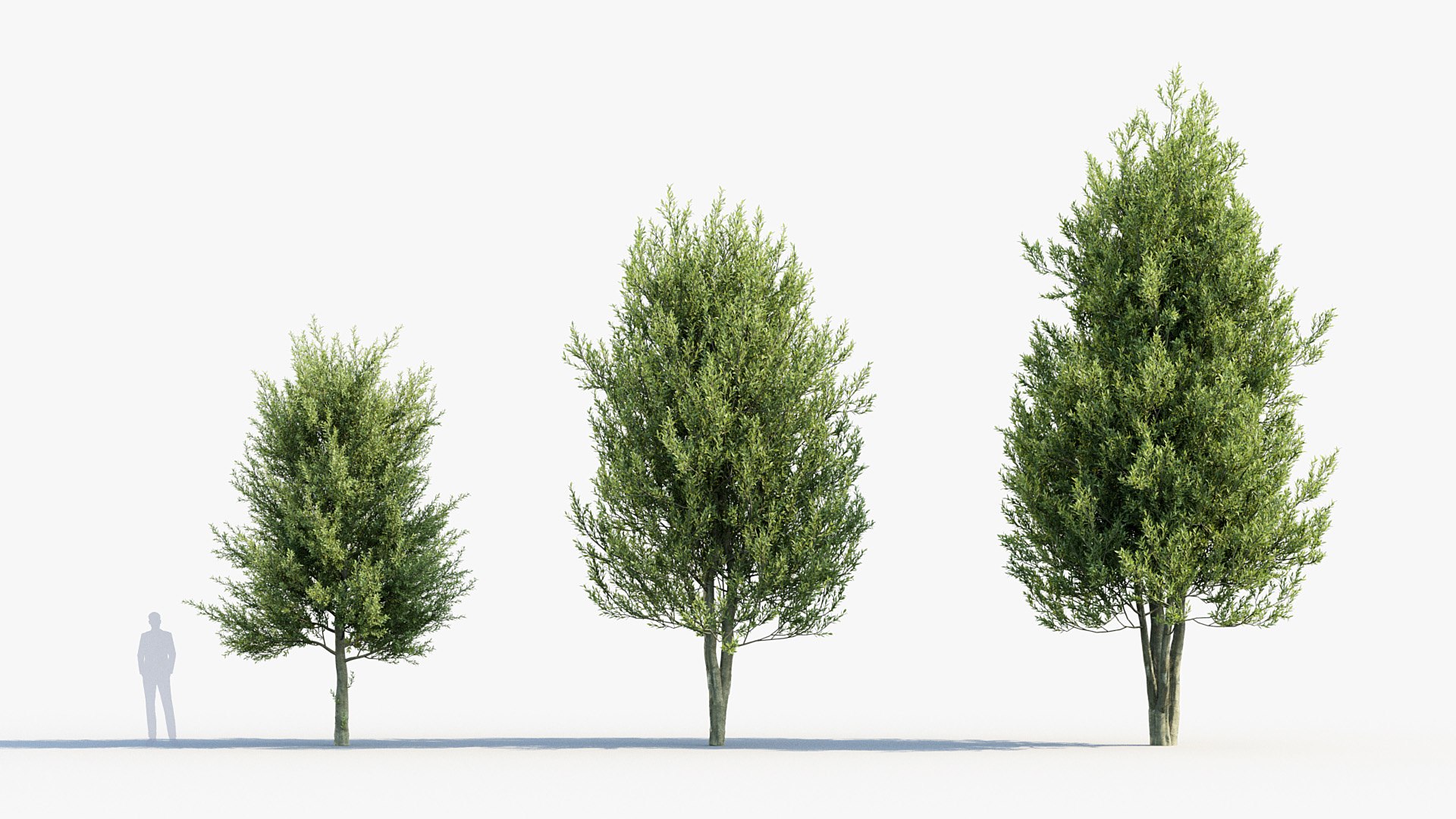 Laurus Nobilis Bay Laurel 3D Model - TurboSquid 2048862