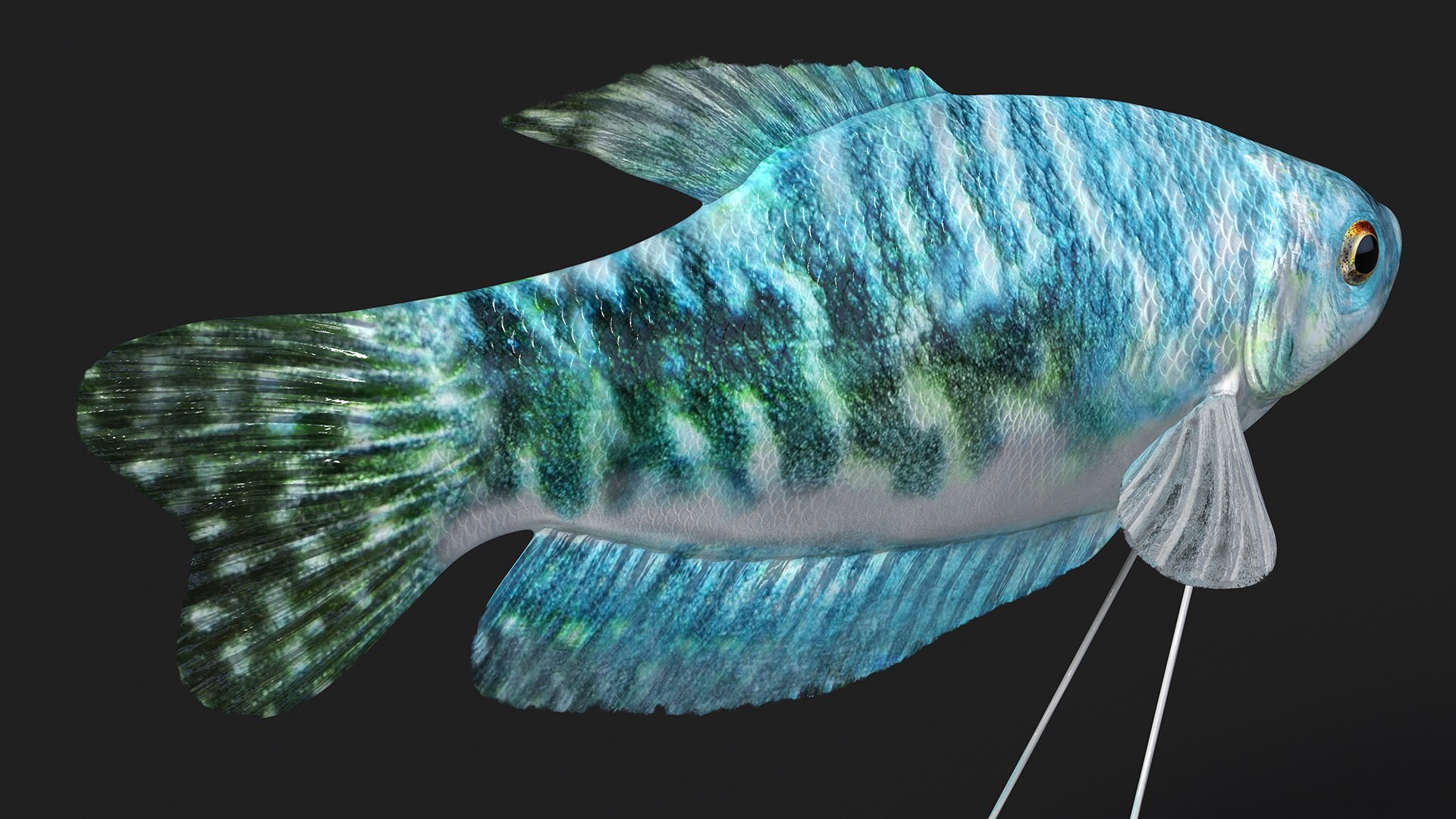 3D Blue Opaline Gourami Fish Rigged For Maya - TurboSquid 2247296
