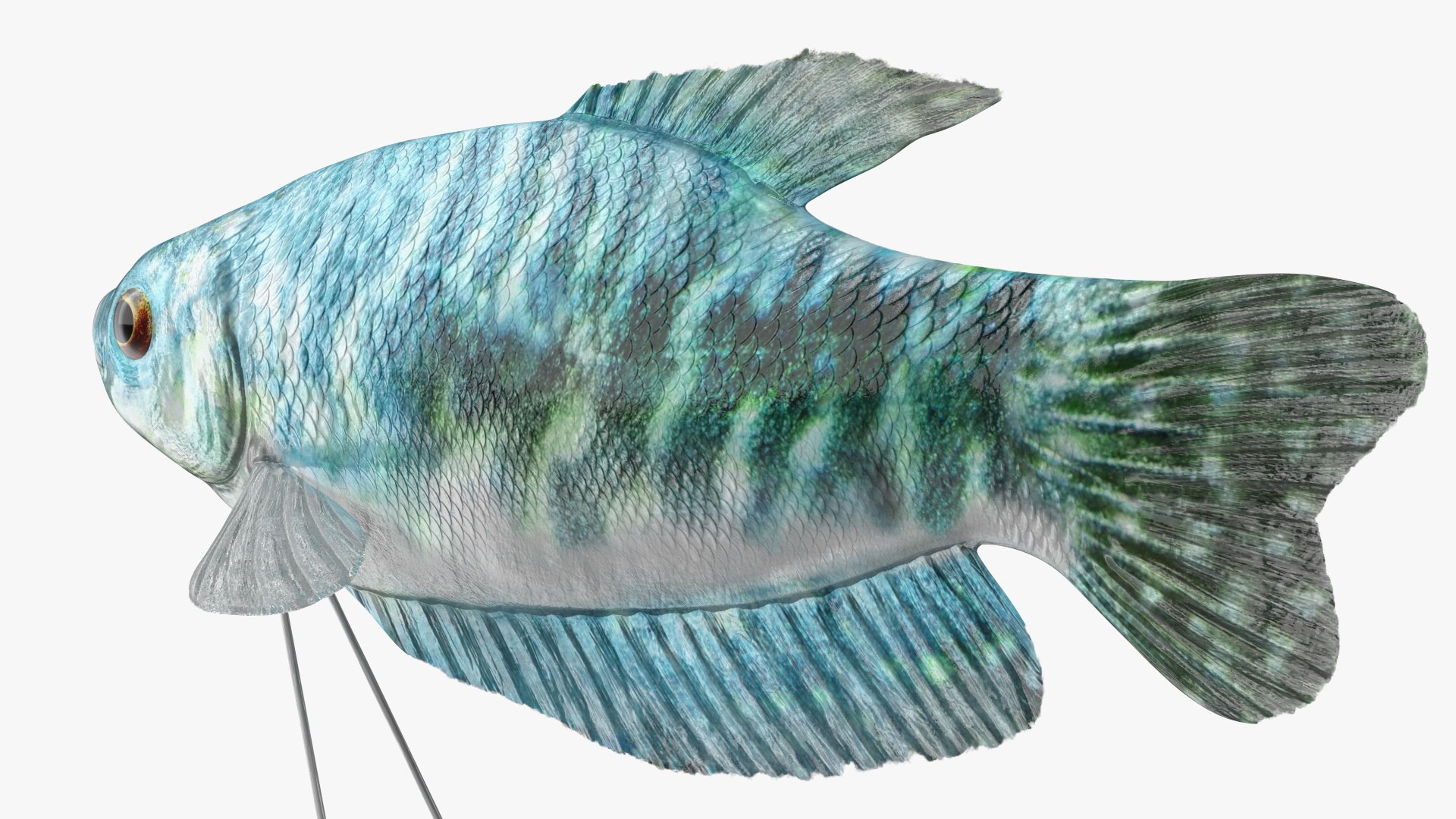 3D Blue Opaline Gourami Fish Rigged For Maya - TurboSquid 2247296