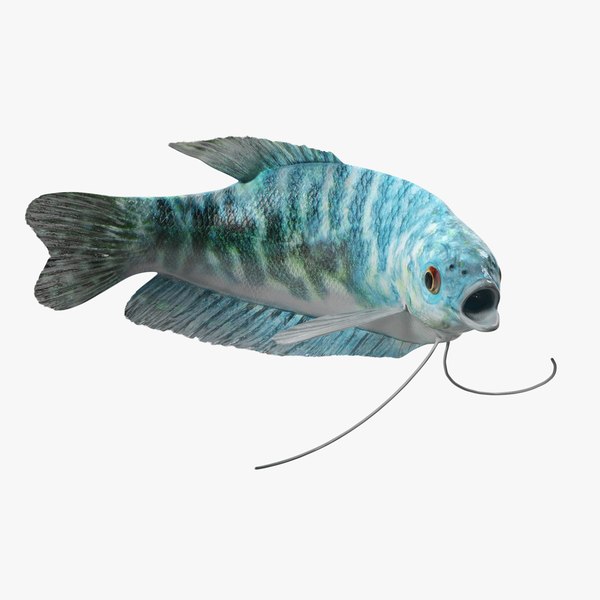 modelo 3d Pez Gourami opalino azul preparado para Maya - TurboSquid 2247296