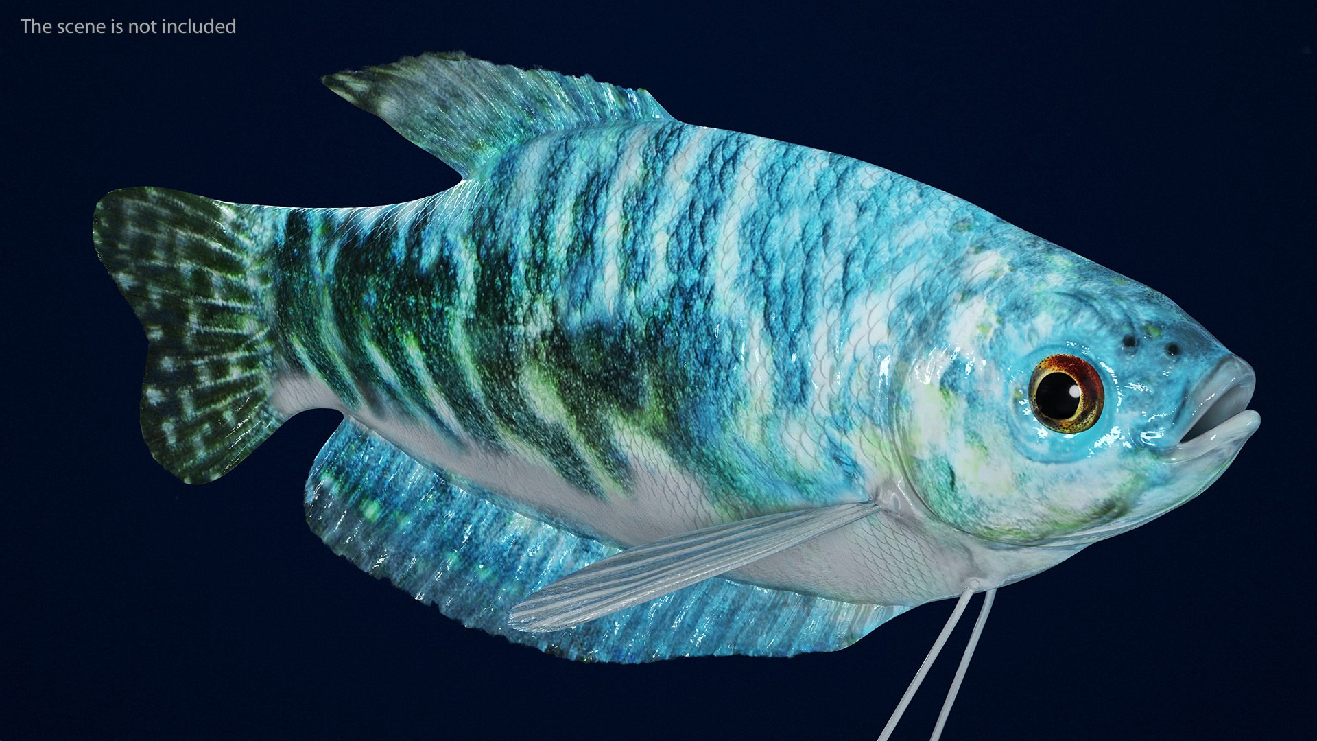3D Blue Opaline Gourami Fish Rigged For Maya - TurboSquid 2247296