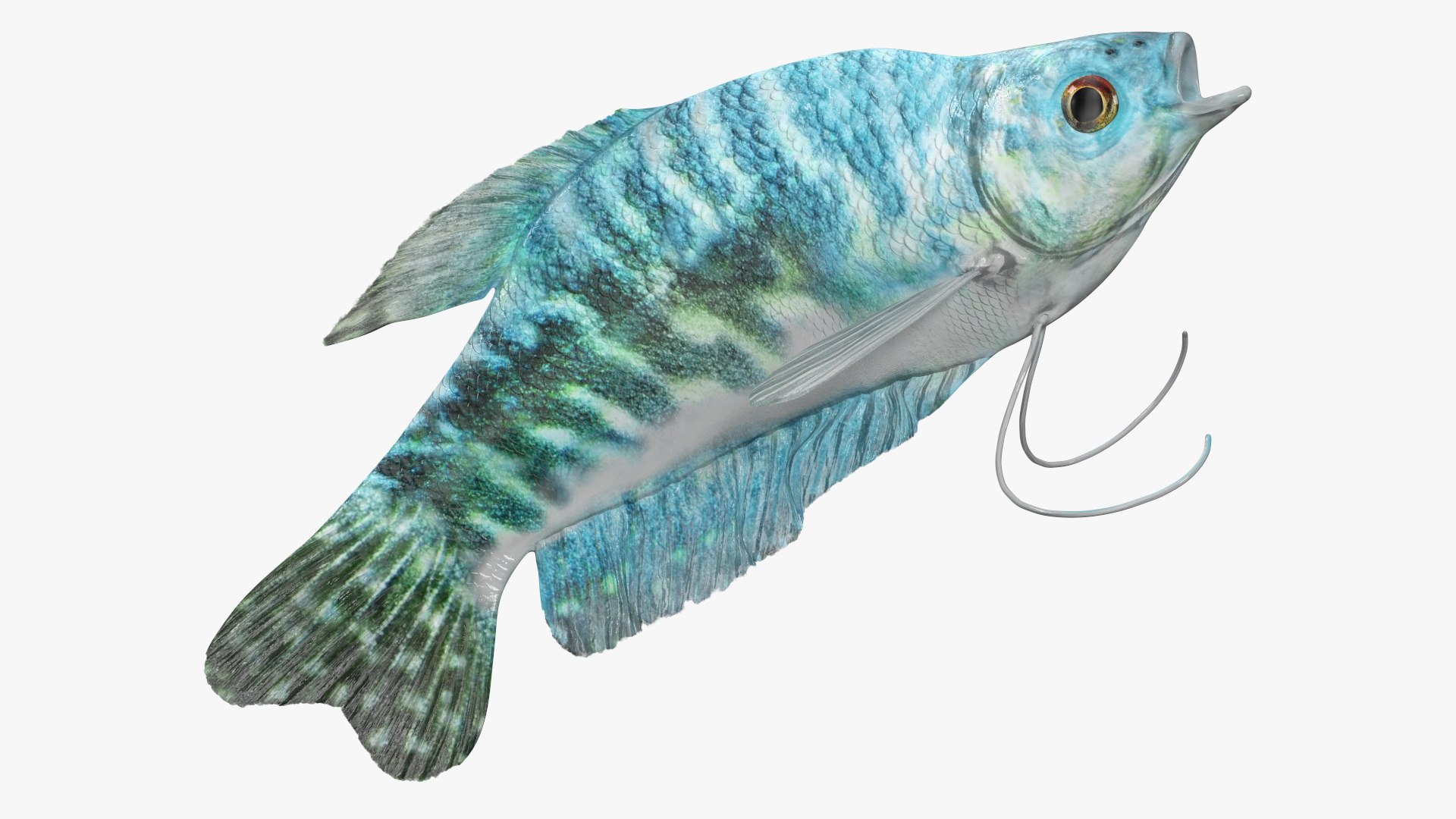 3D Blue Opaline Gourami Fish Rigged For Maya - TurboSquid 2247296