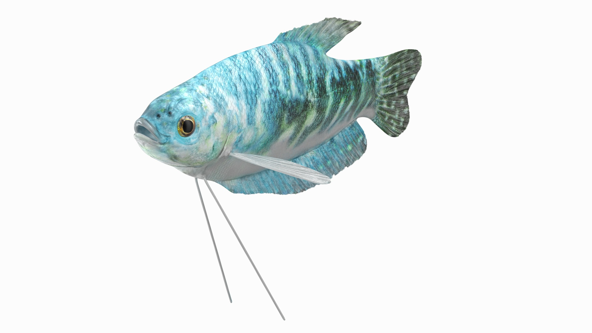 3D Blue Opaline Gourami Fish Rigged For Maya - TurboSquid 2247296
