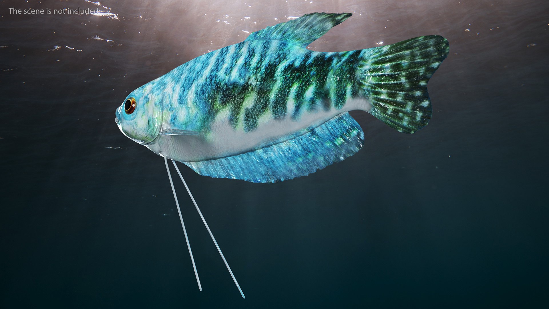3D Blue Opaline Gourami Fish Rigged For Maya - TurboSquid 2247296