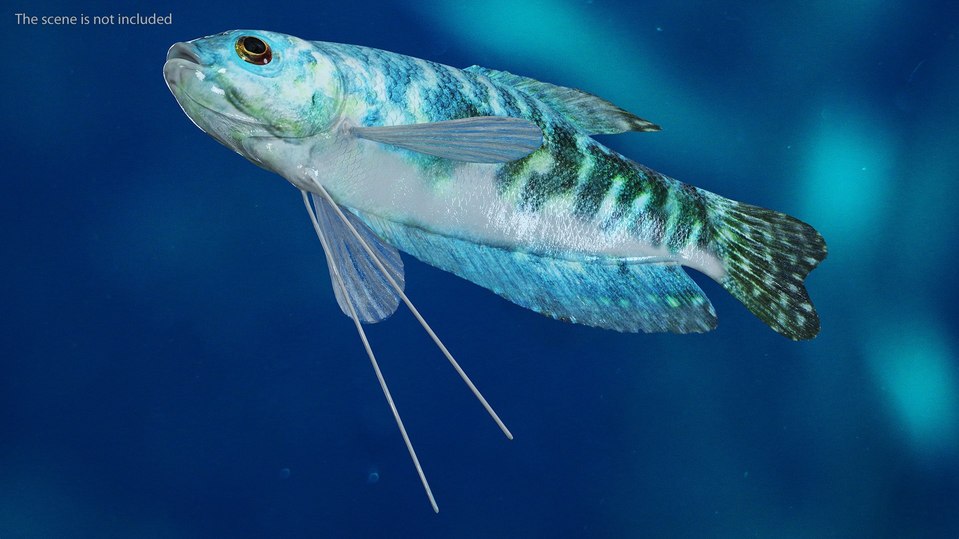 3D Blue Opaline Gourami Fish Rigged For Maya - TurboSquid 2247296