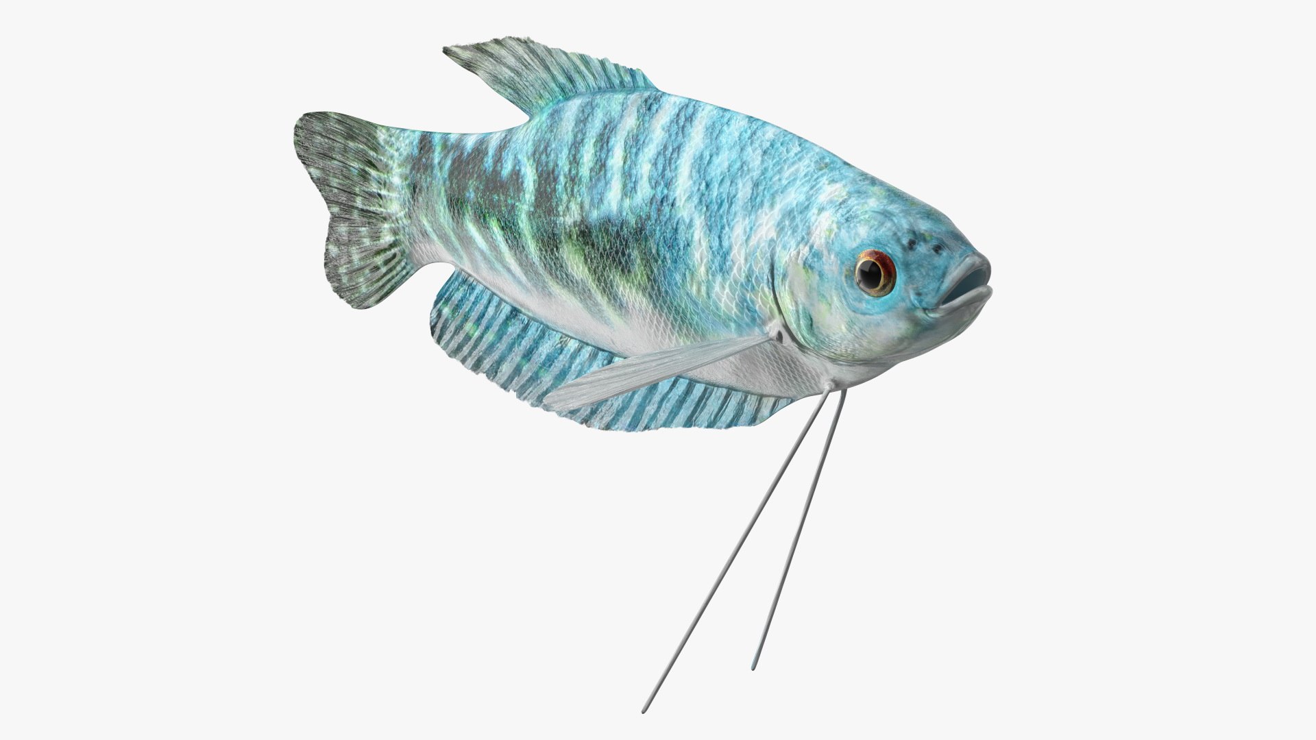 3D Blue Opaline Gourami Fish Rigged For Maya - TurboSquid 2247296