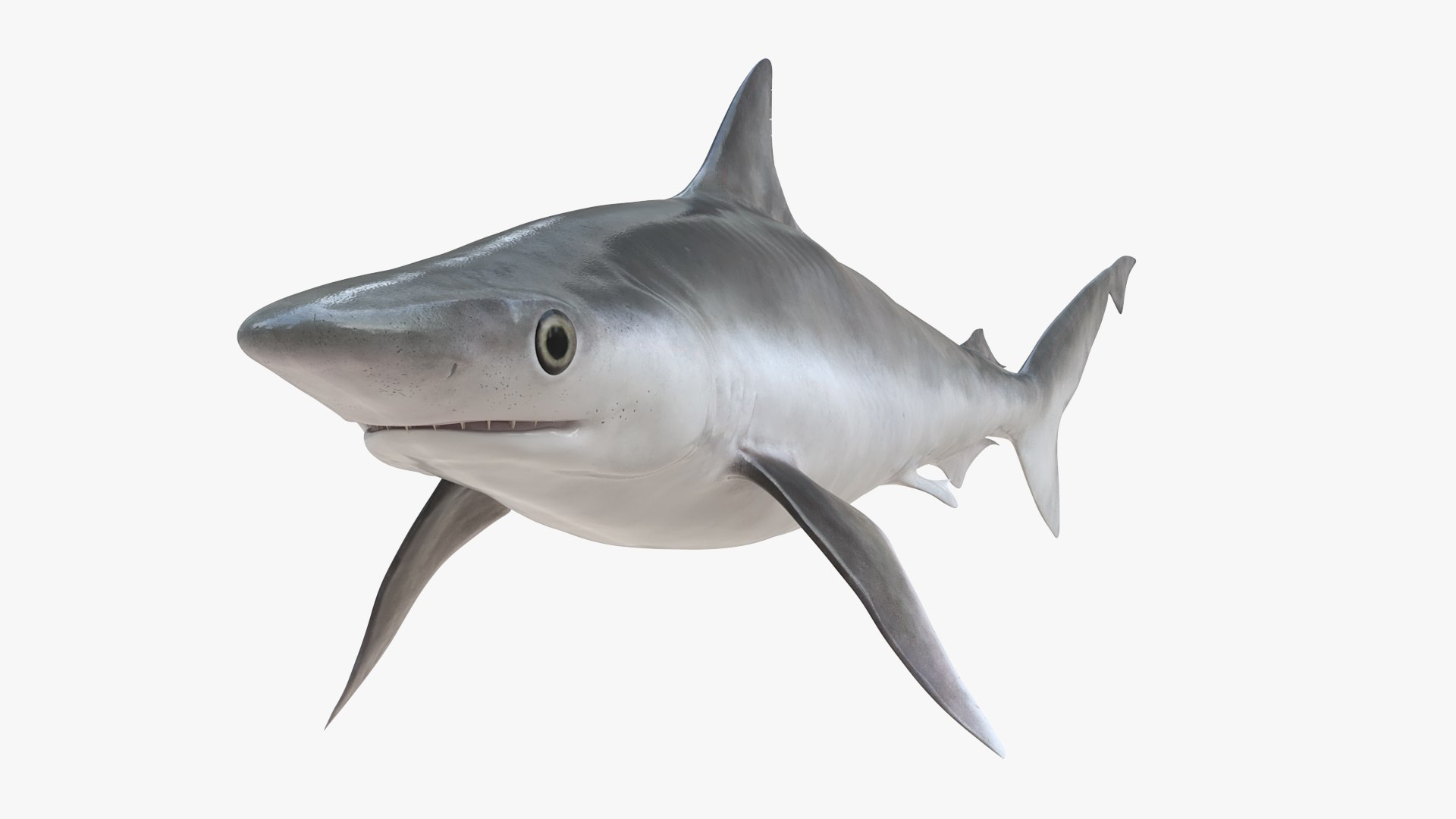 Oceanic Milk Shark 3D Model - TurboSquid 2345965