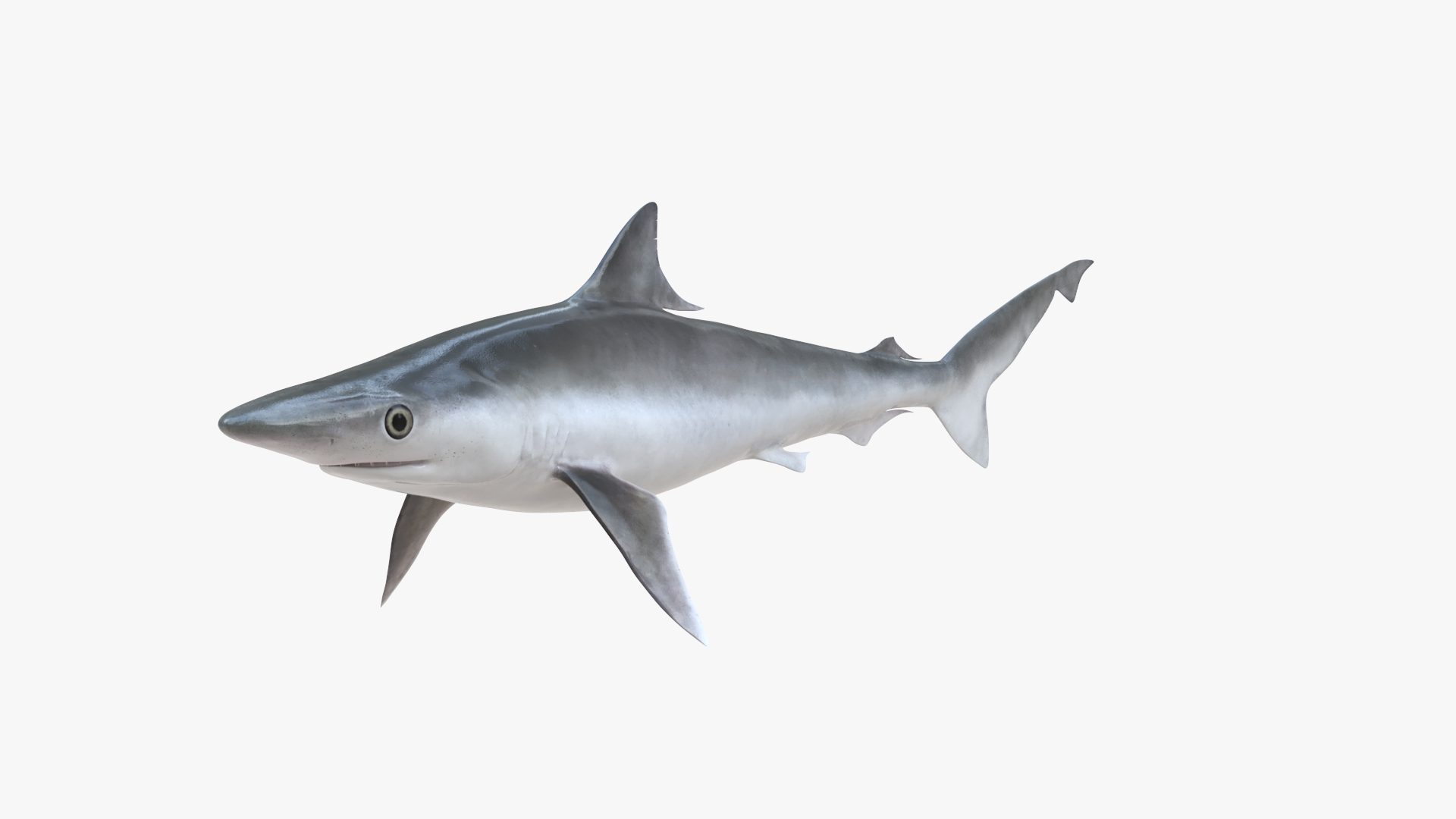 Oceanic Milk Shark 3D Model - TurboSquid 2345965