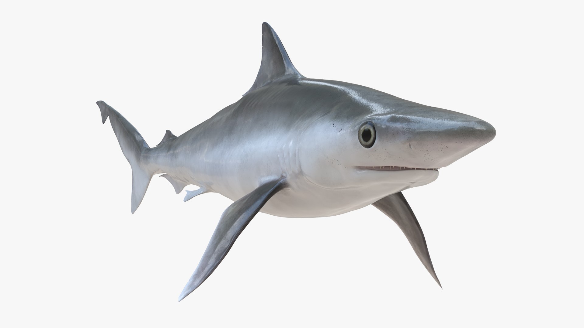 Oceanic Milk Shark 3D Model - TurboSquid 2345965