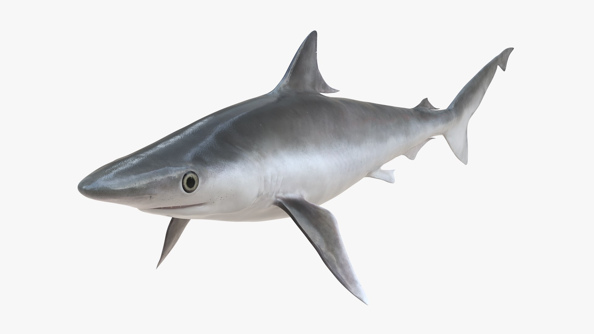 Oceanic Milk Shark 3D Model - TurboSquid 2345965