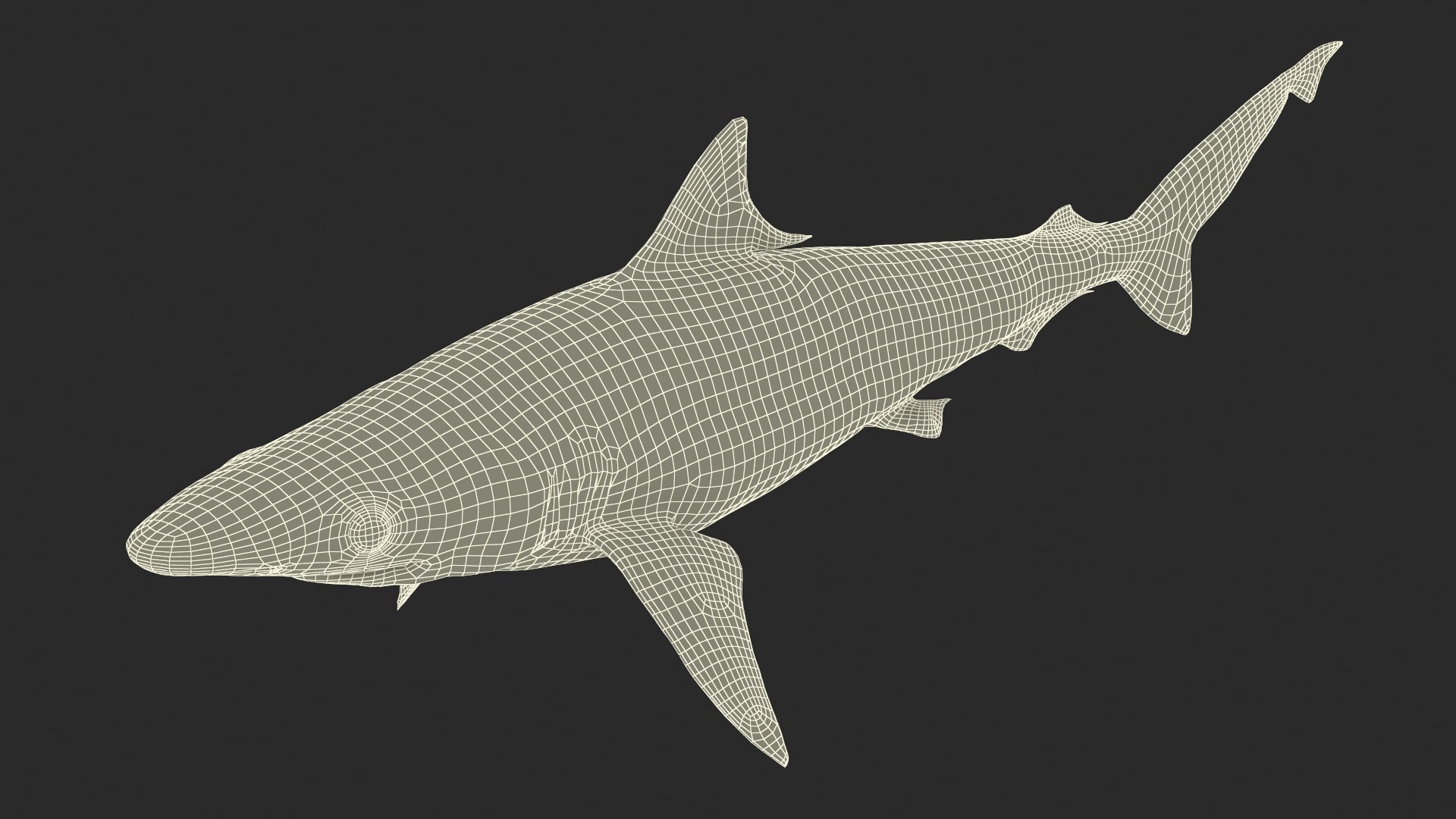 Oceanic Milk Shark 3D Model - TurboSquid 2345965