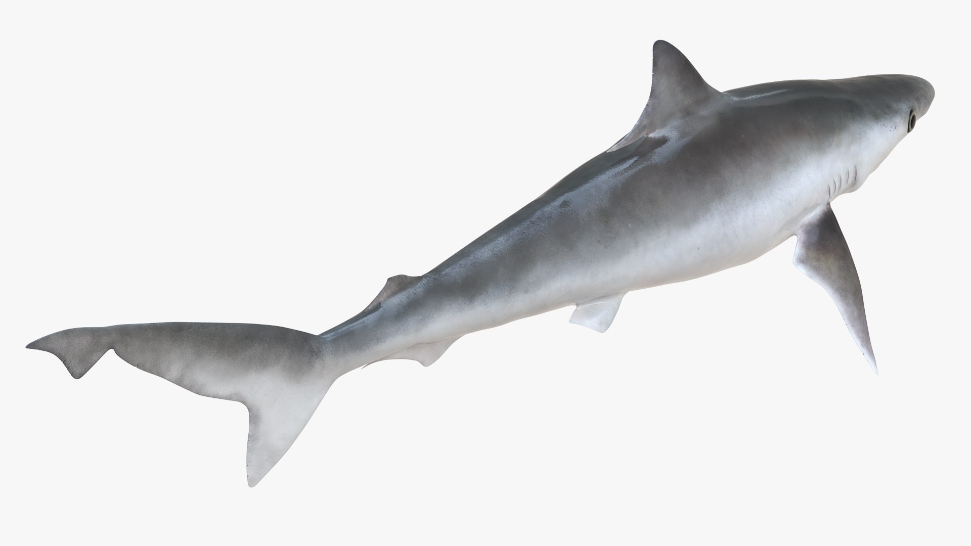 Oceanic Milk Shark 3D Model - TurboSquid 2345965