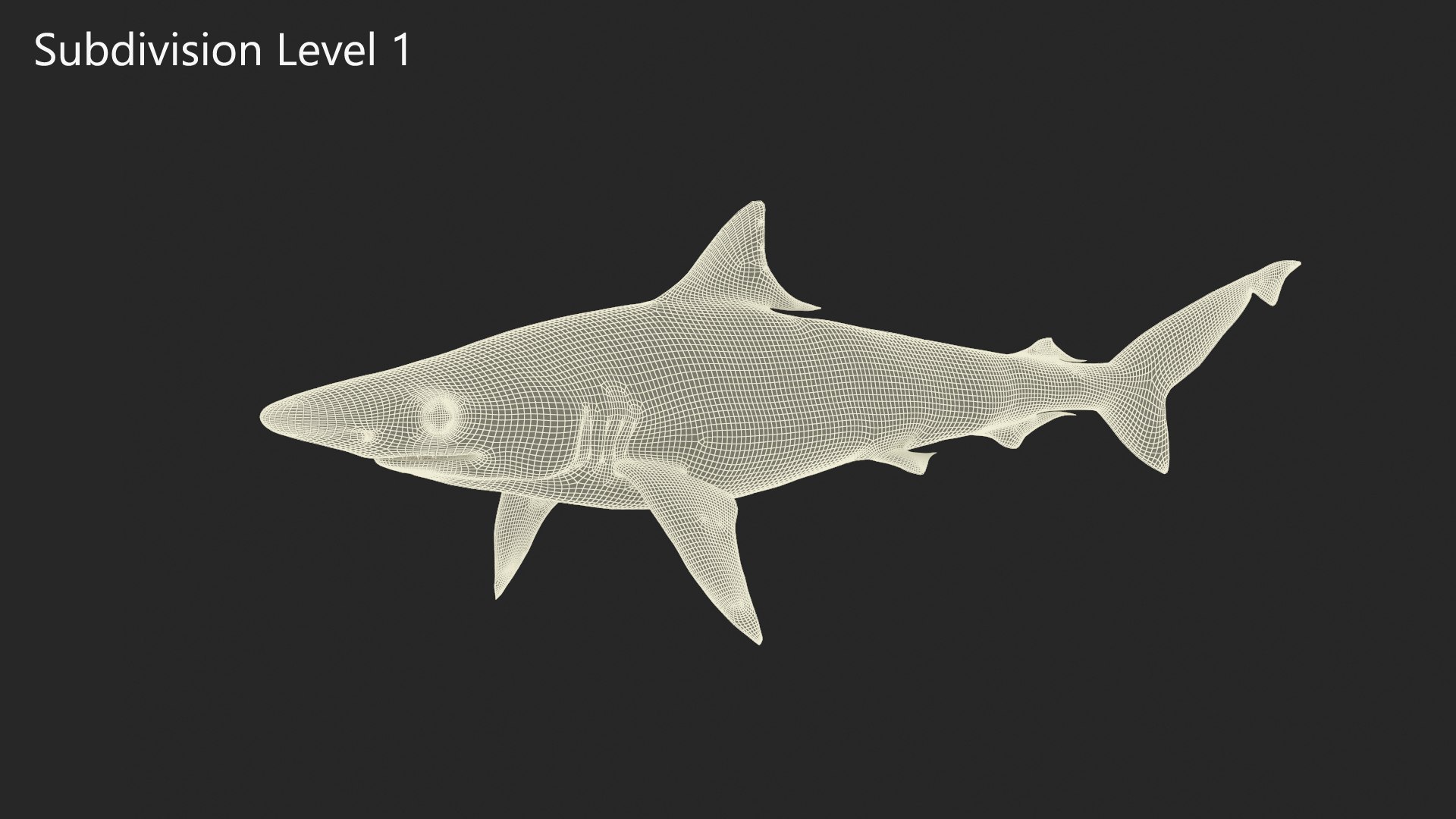 Oceanic Milk Shark 3D Model - TurboSquid 2345965
