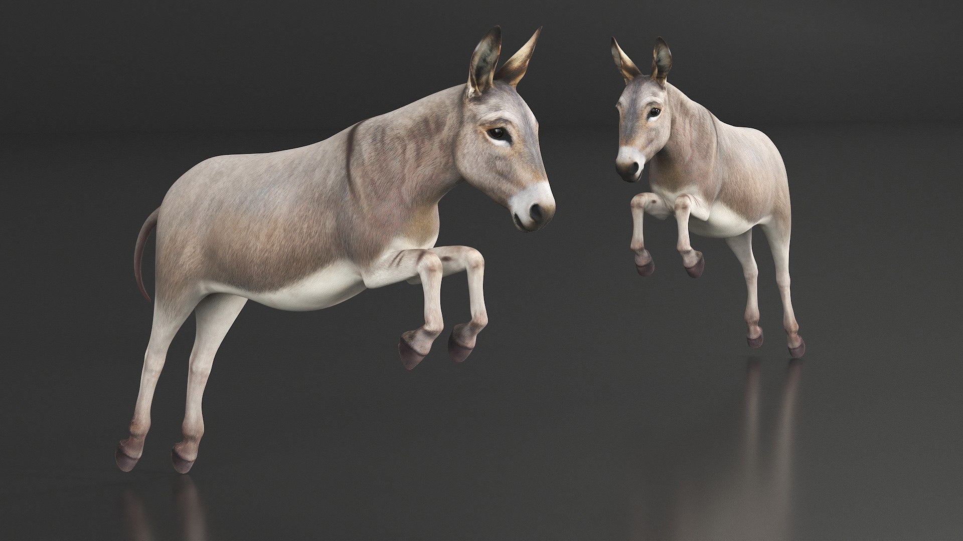 3D Four-Legged Livestock Donkey Rigged Model - TurboSquid 2424412