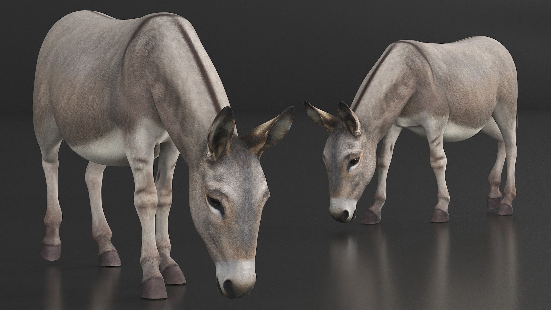 3D Four-Legged Livestock Donkey Rigged Model - TurboSquid 2424412