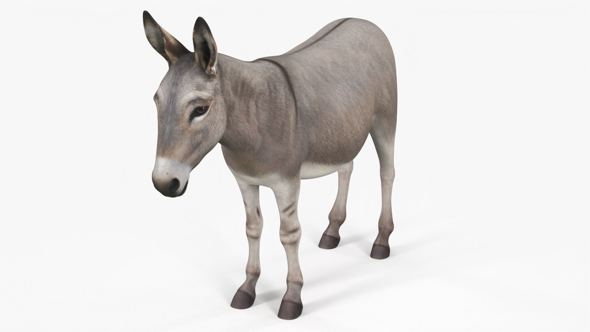 3D Four-Legged Livestock Donkey Rigged Model - TurboSquid 2424412