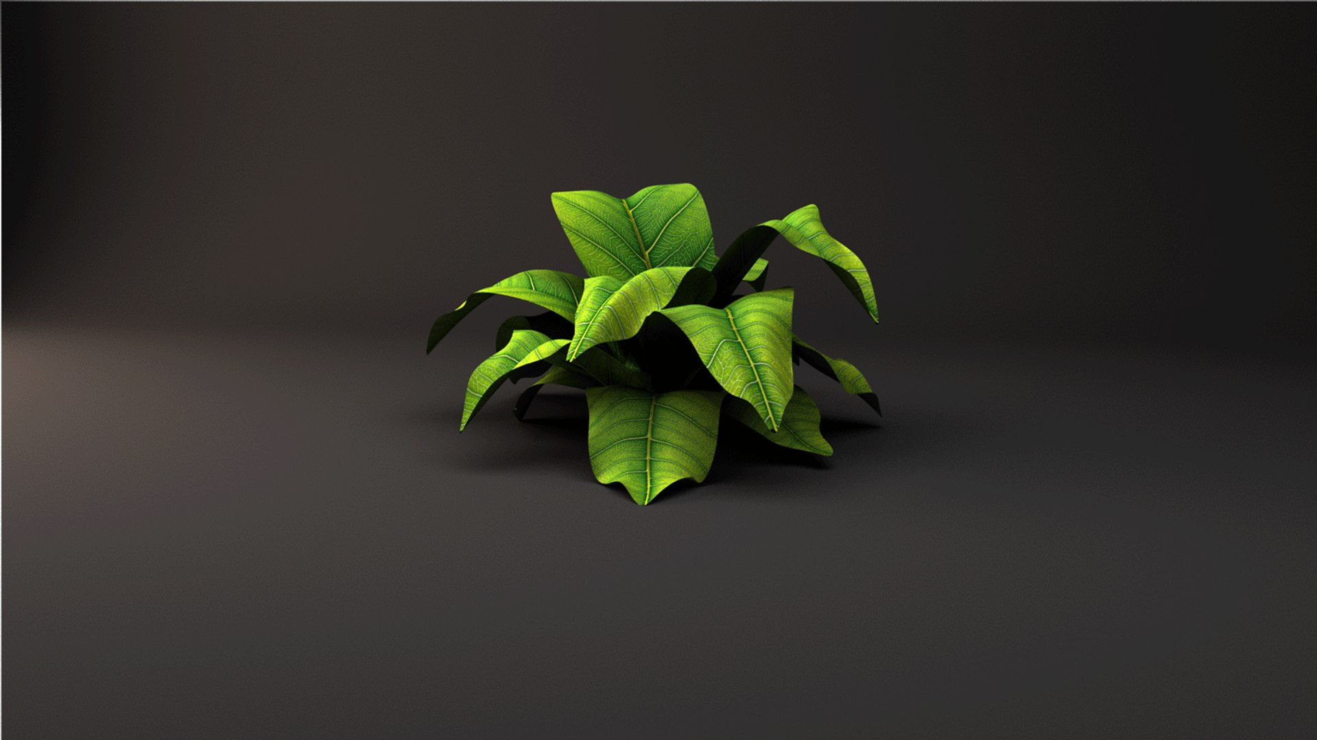 Plant Leaf 3d Obj